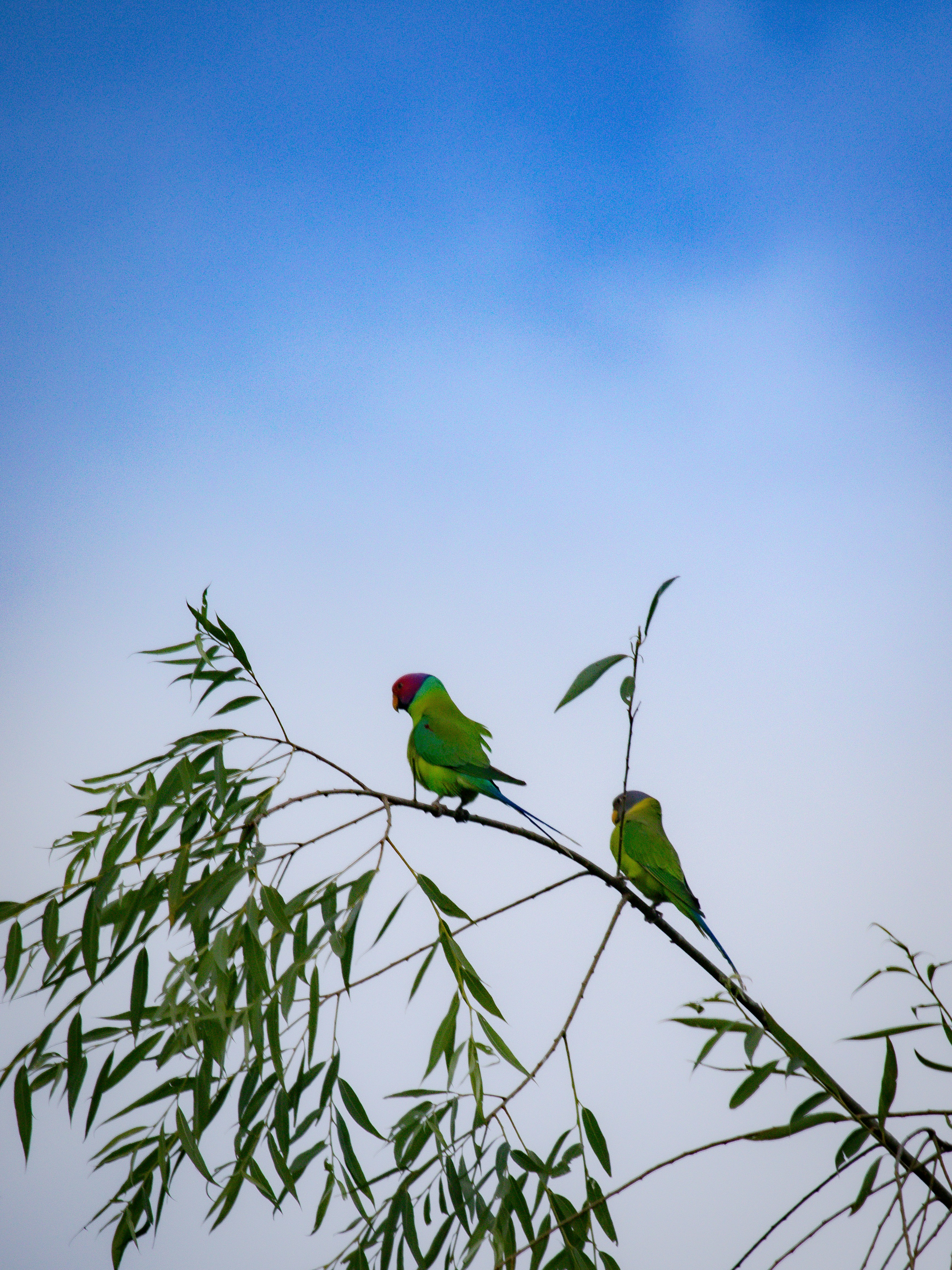 Deux oiseaux verts perchés au sommet d’une branche d’arbre photo – Photo Perroquet Gratuite sur ...