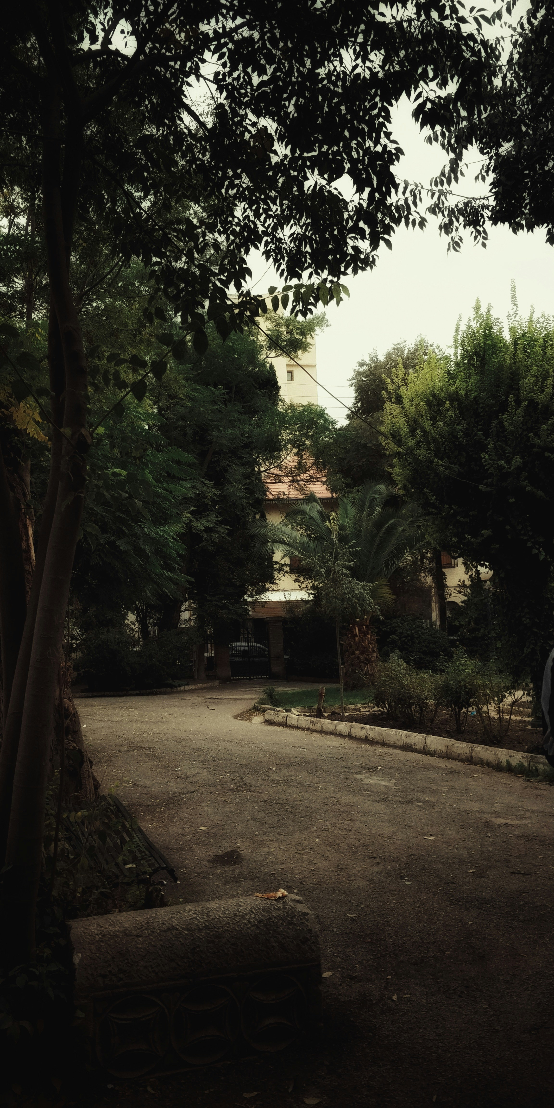 Hidden Entry Framed by Dense Foliage in a Quiet Courtyard
