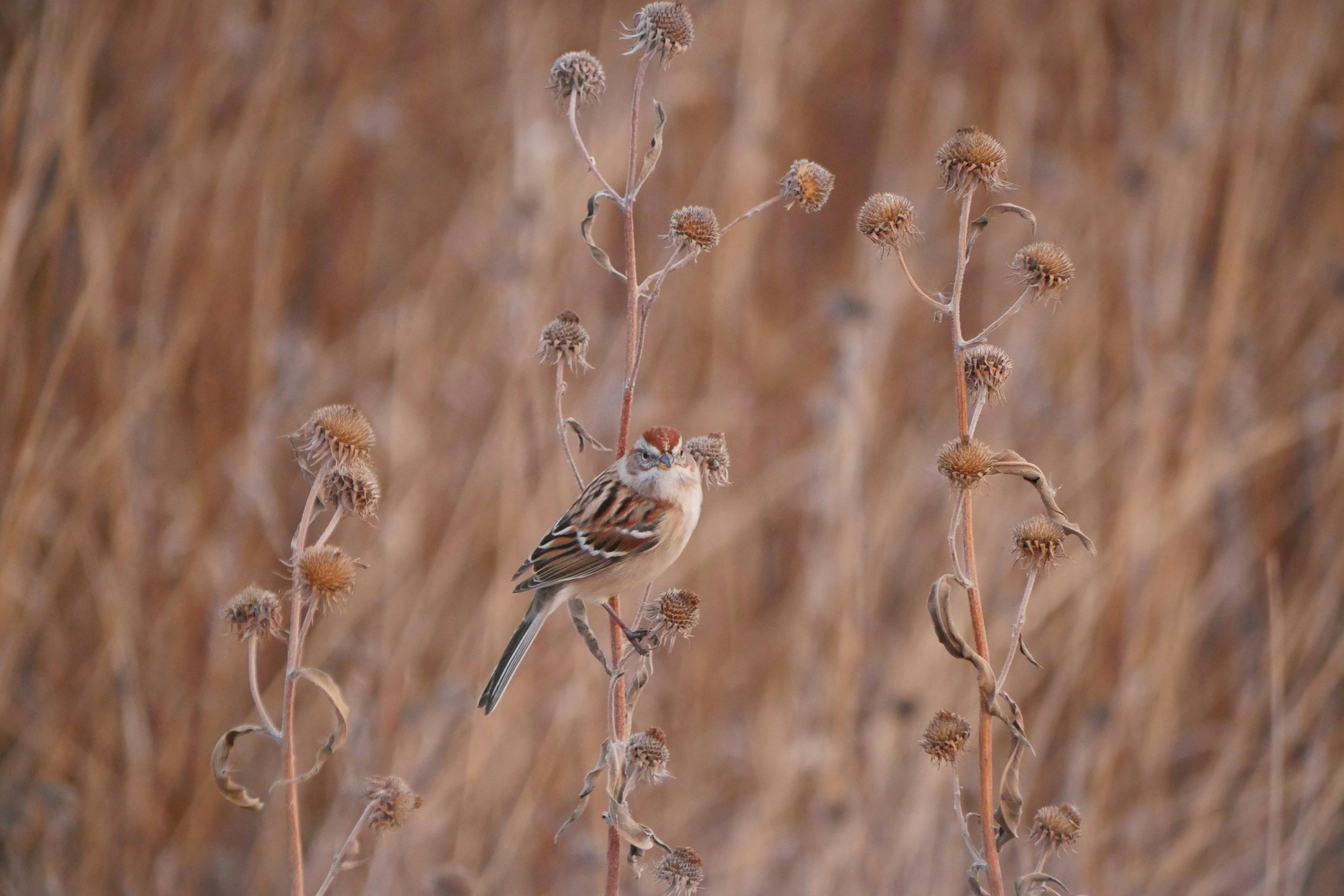 a small bird sitting on top of a plant