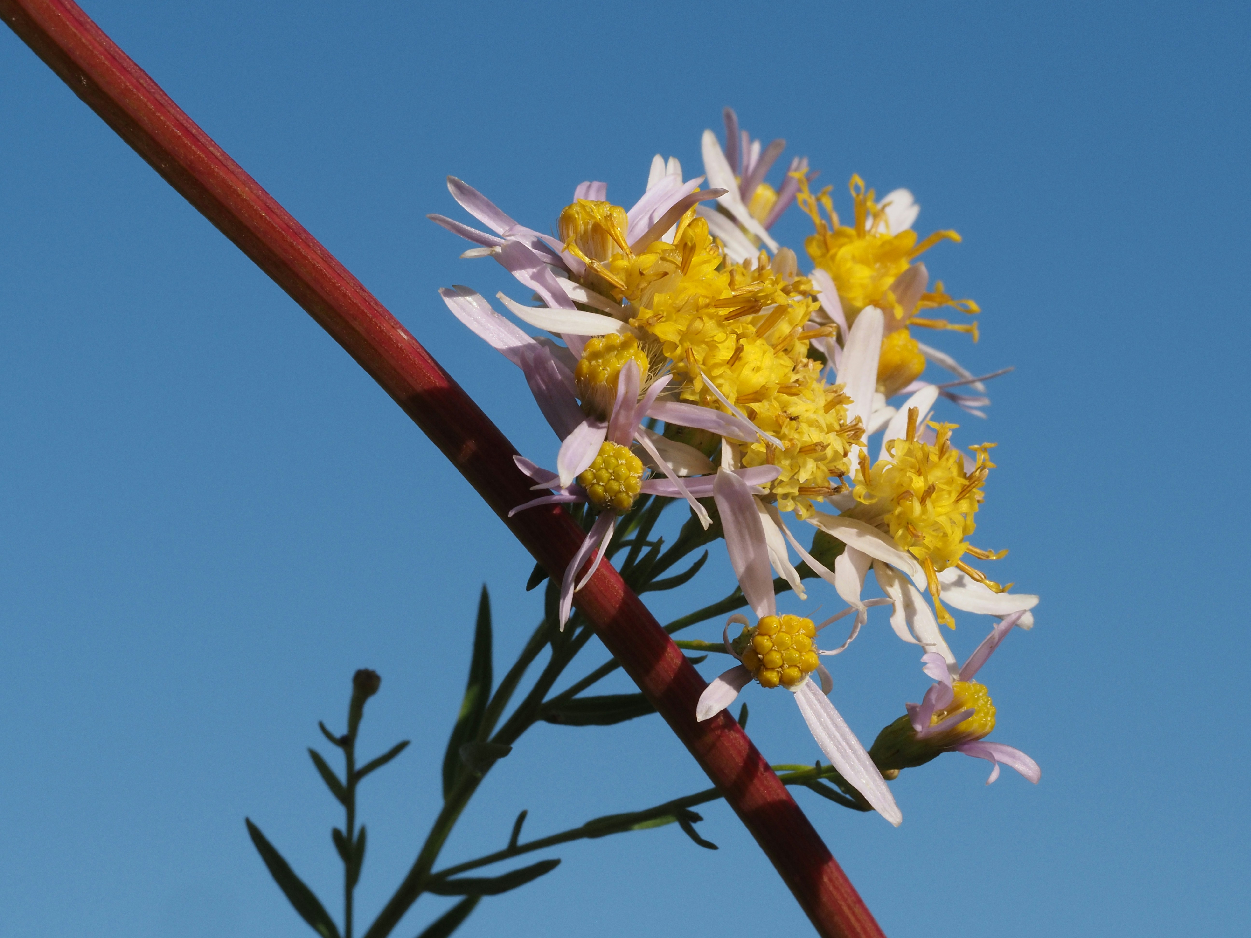Diagonal Stem, Sunlit Bloom: A Close-Up Against Blue Sky