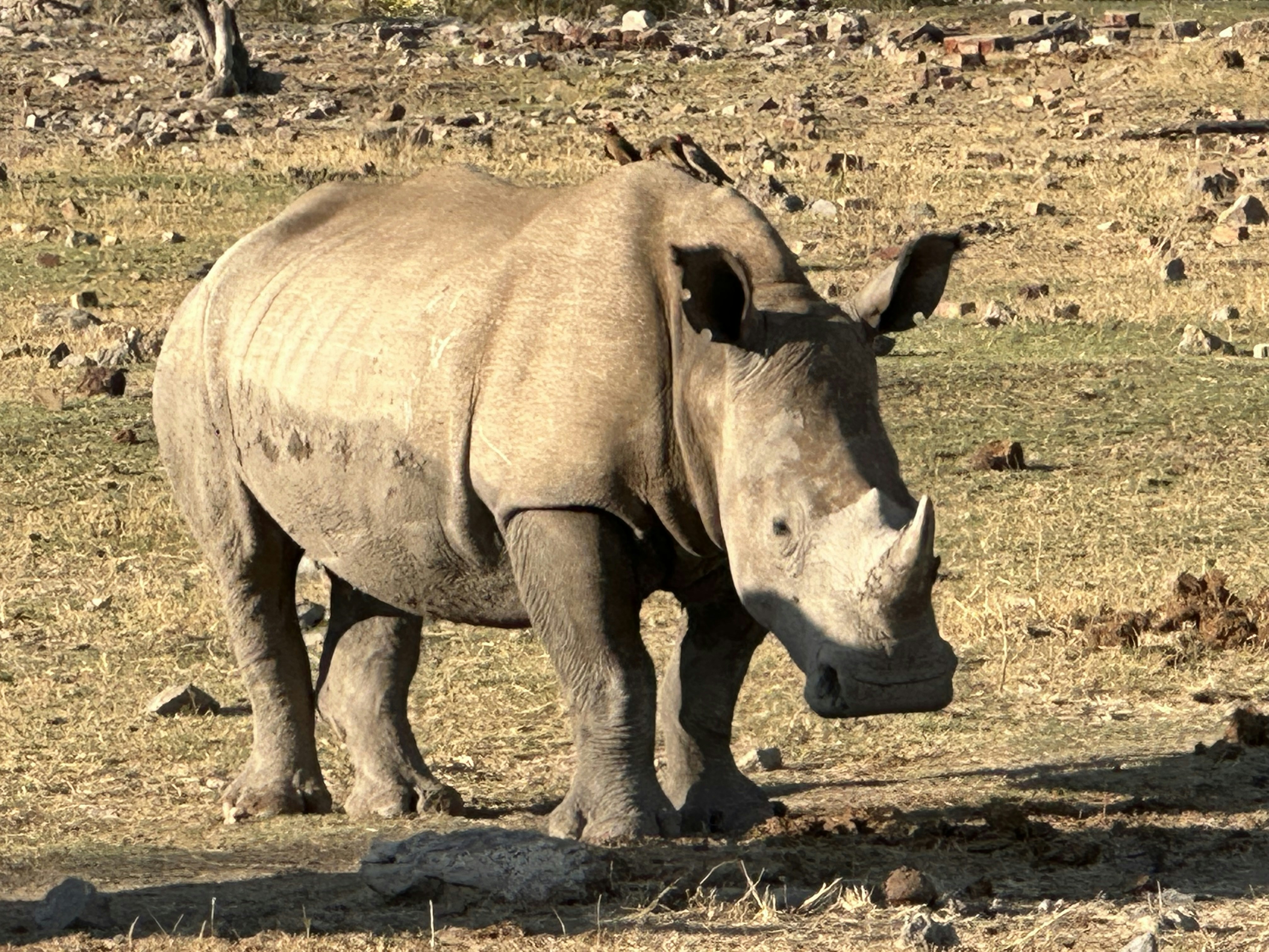 A rhino standing on top of a dry grass field photo – Free Animal Image ...