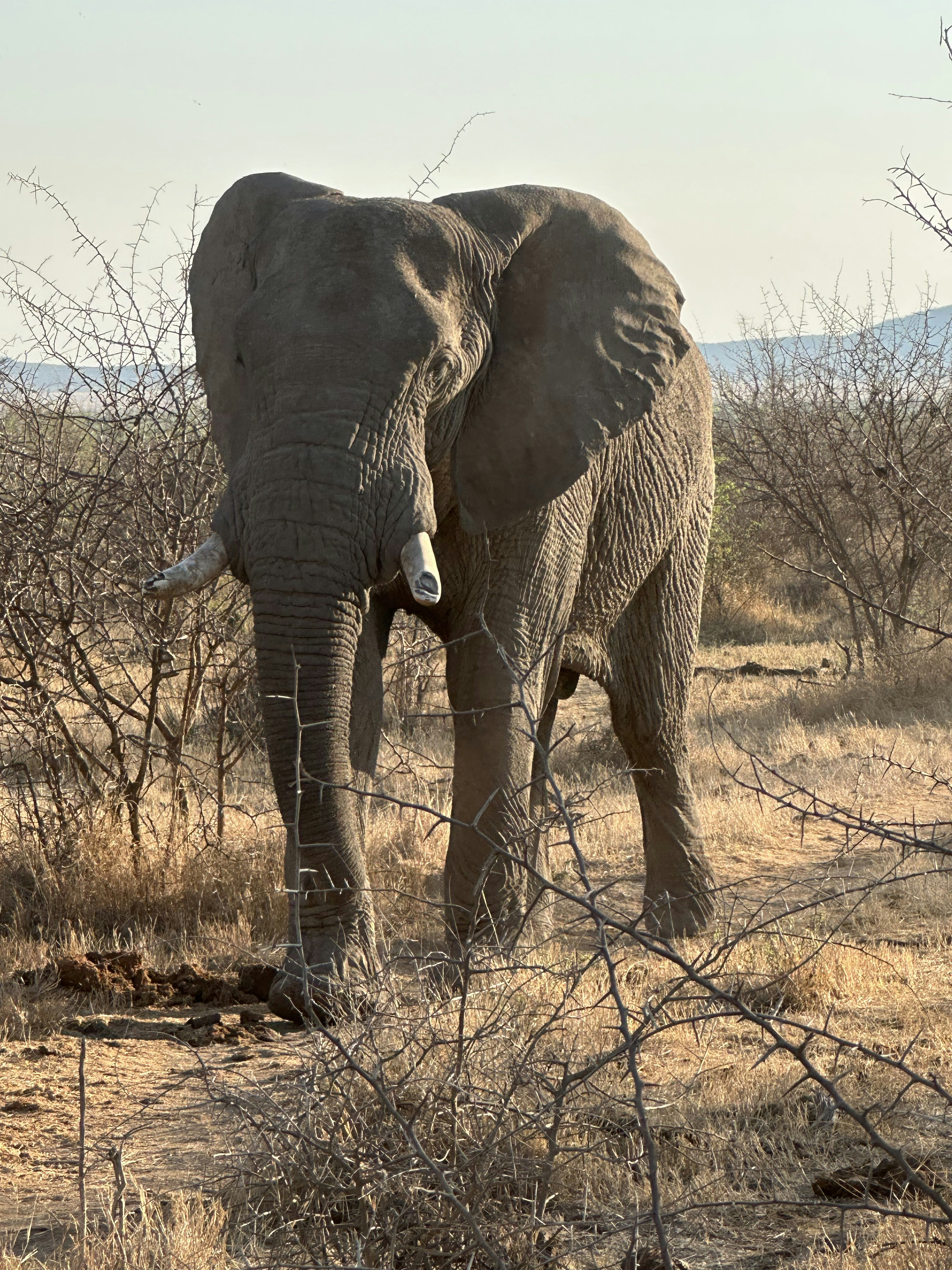 Bronze Light over a Thorny Savanna: Solitary Elephant