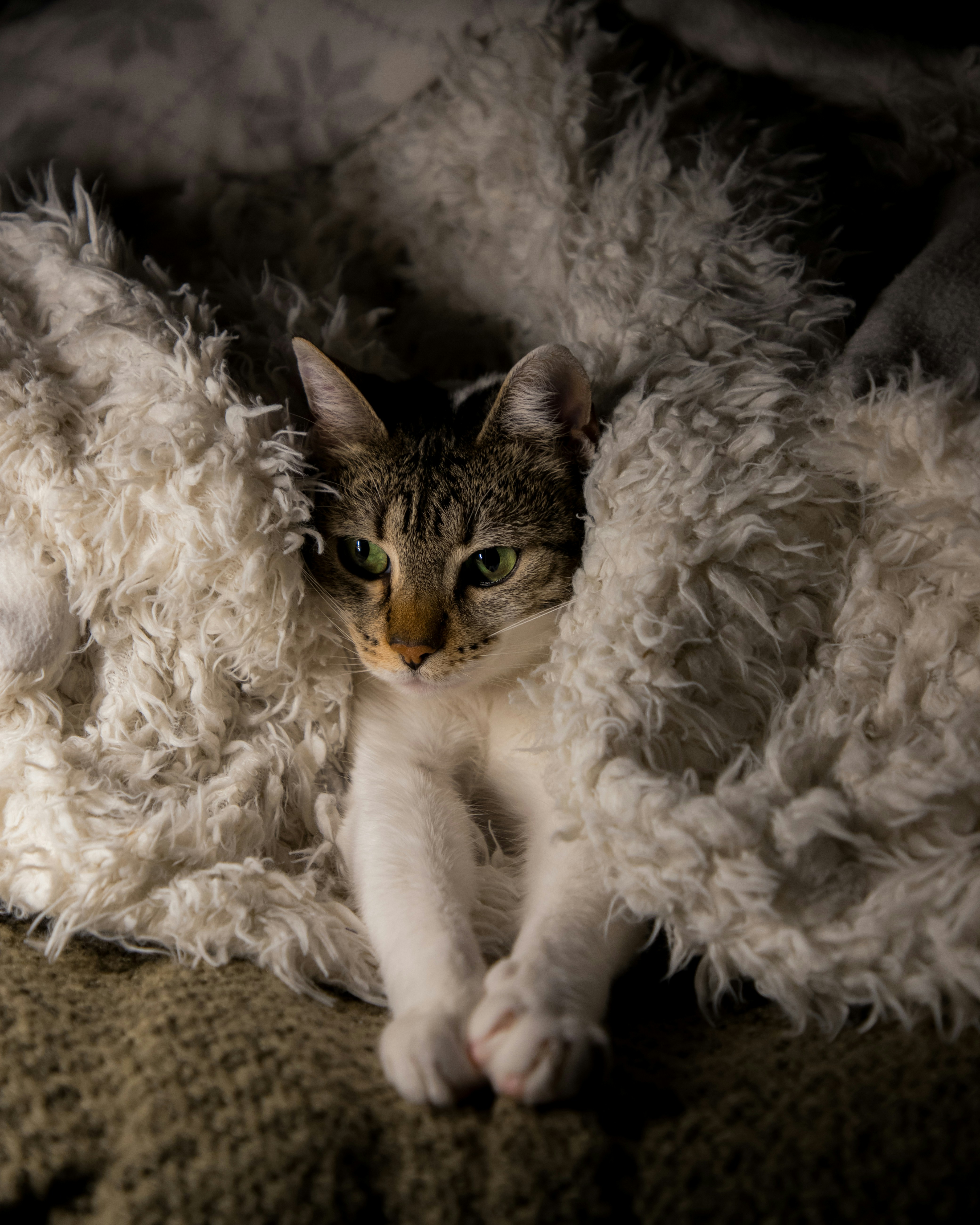 Emerald-Eyed Cat Emerges from a Cloud of Plush