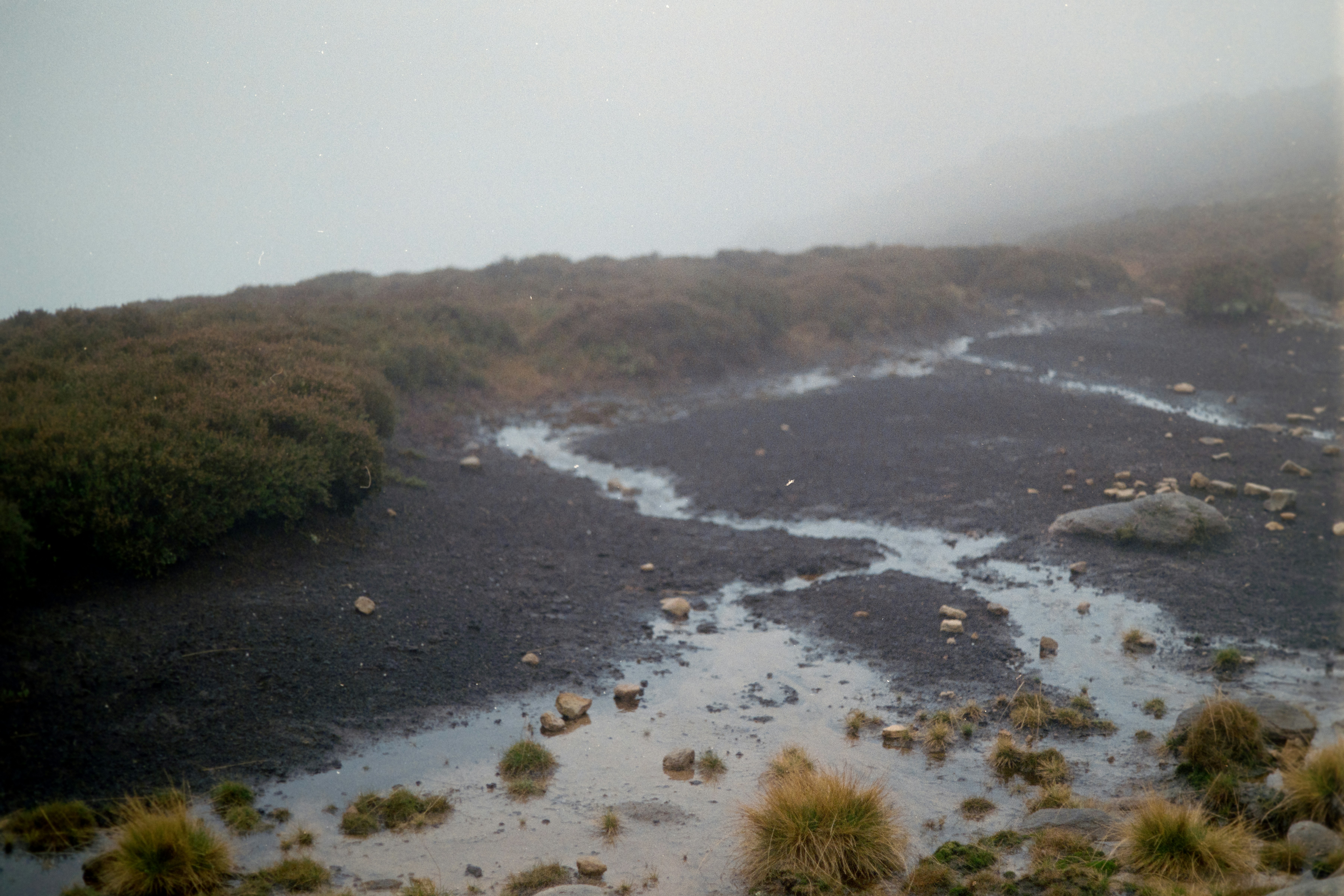 Mists Over a Lava Plain: A Meandering Stream Through Grasses and Ash