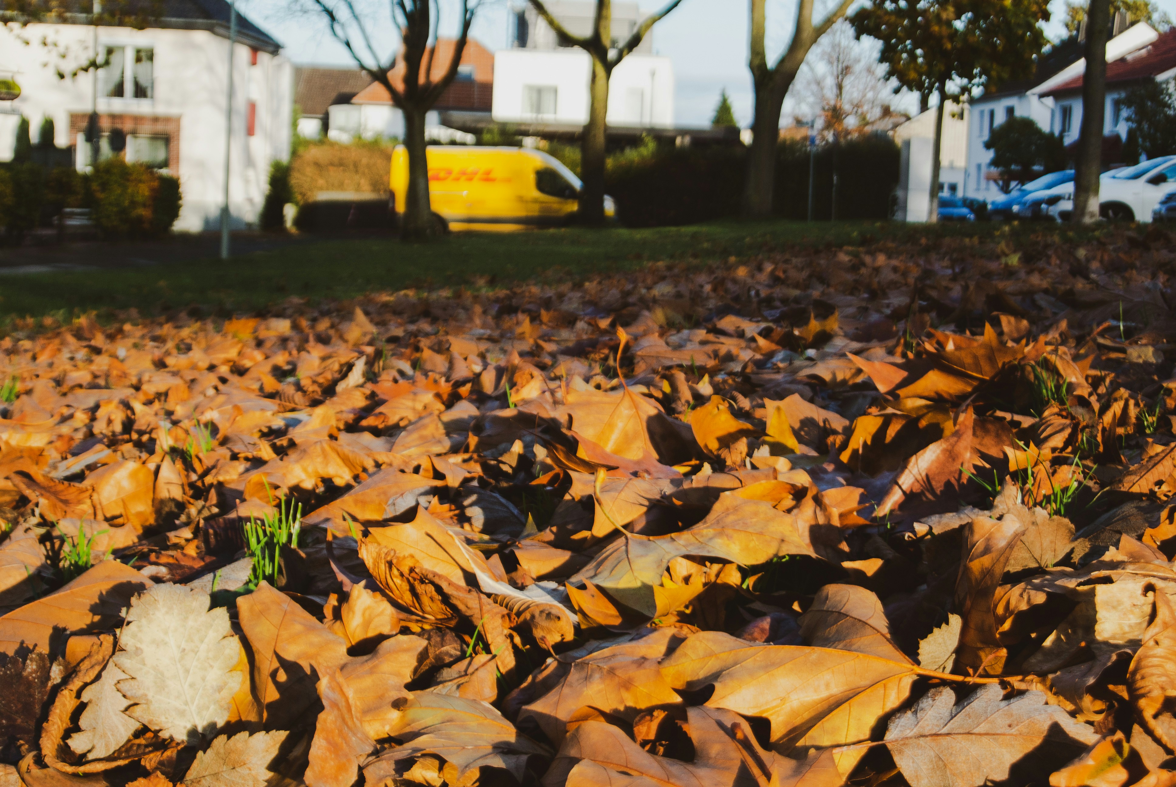 Emergence in Autumn: A Lone Green Sprout Among Leaves