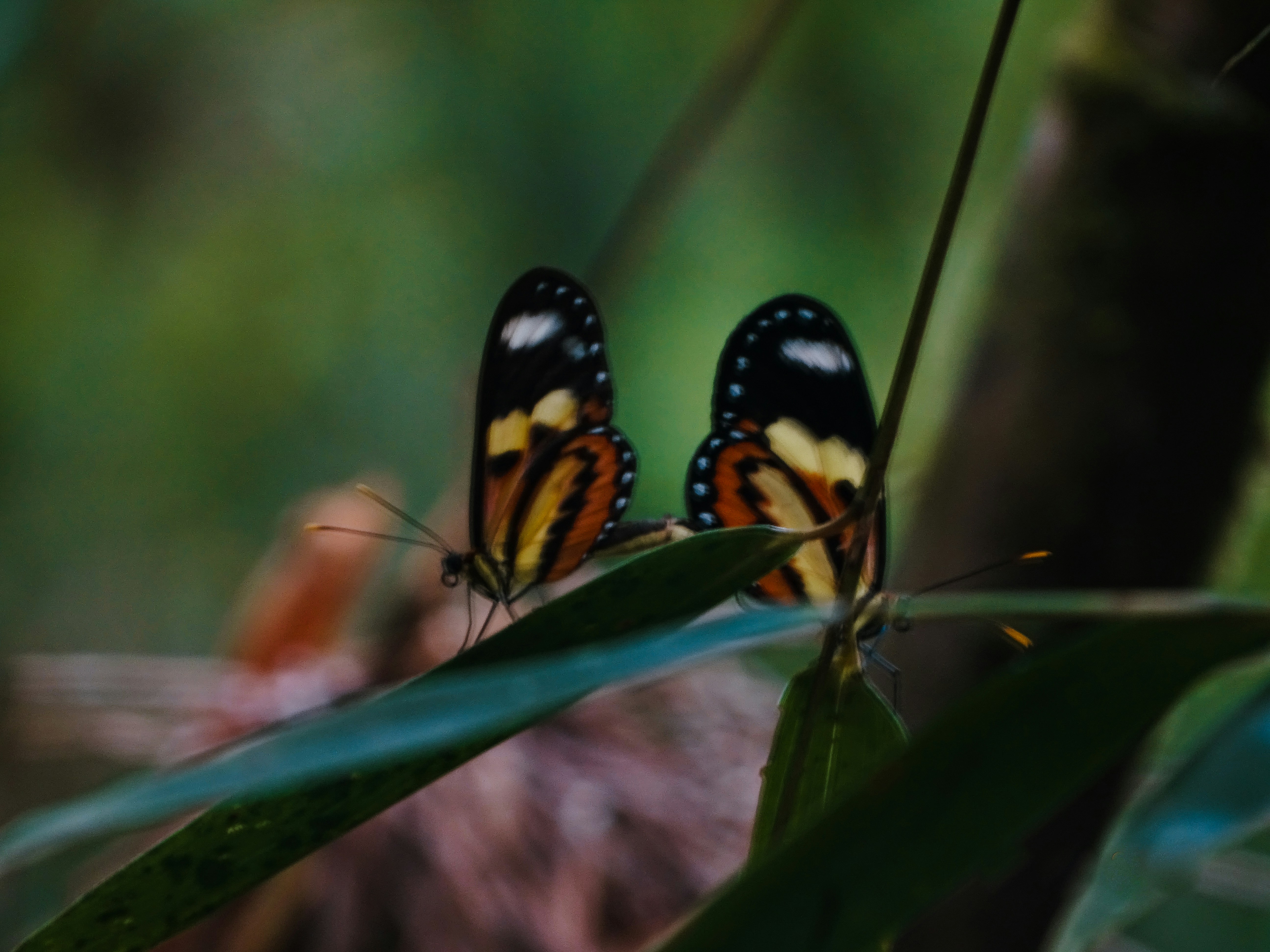 Converging Wings: A Quiet Moment Between Two Butterflies on a Leaf