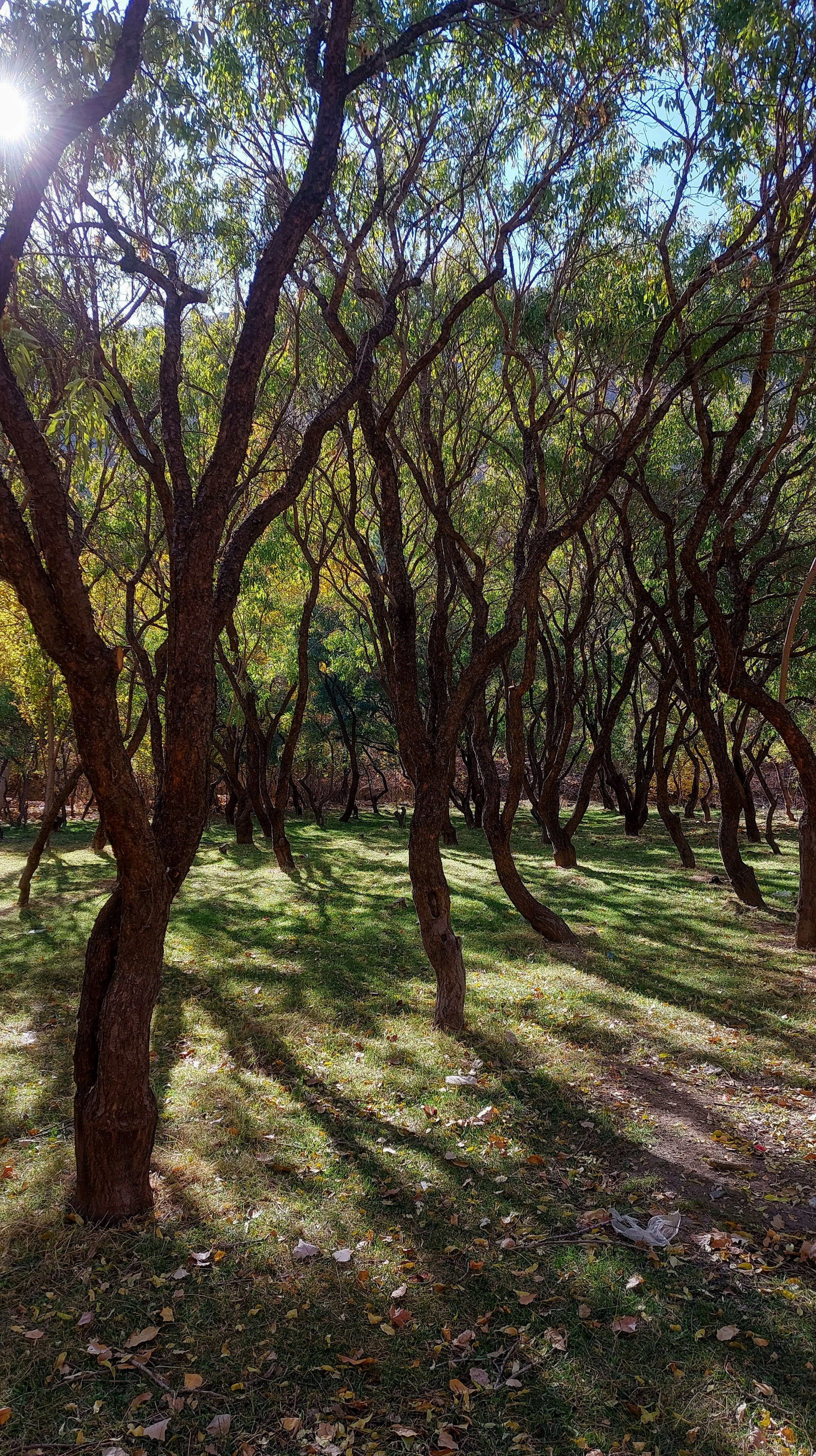 Photo by Ali Arjmandi with Samsung Galaxy A52