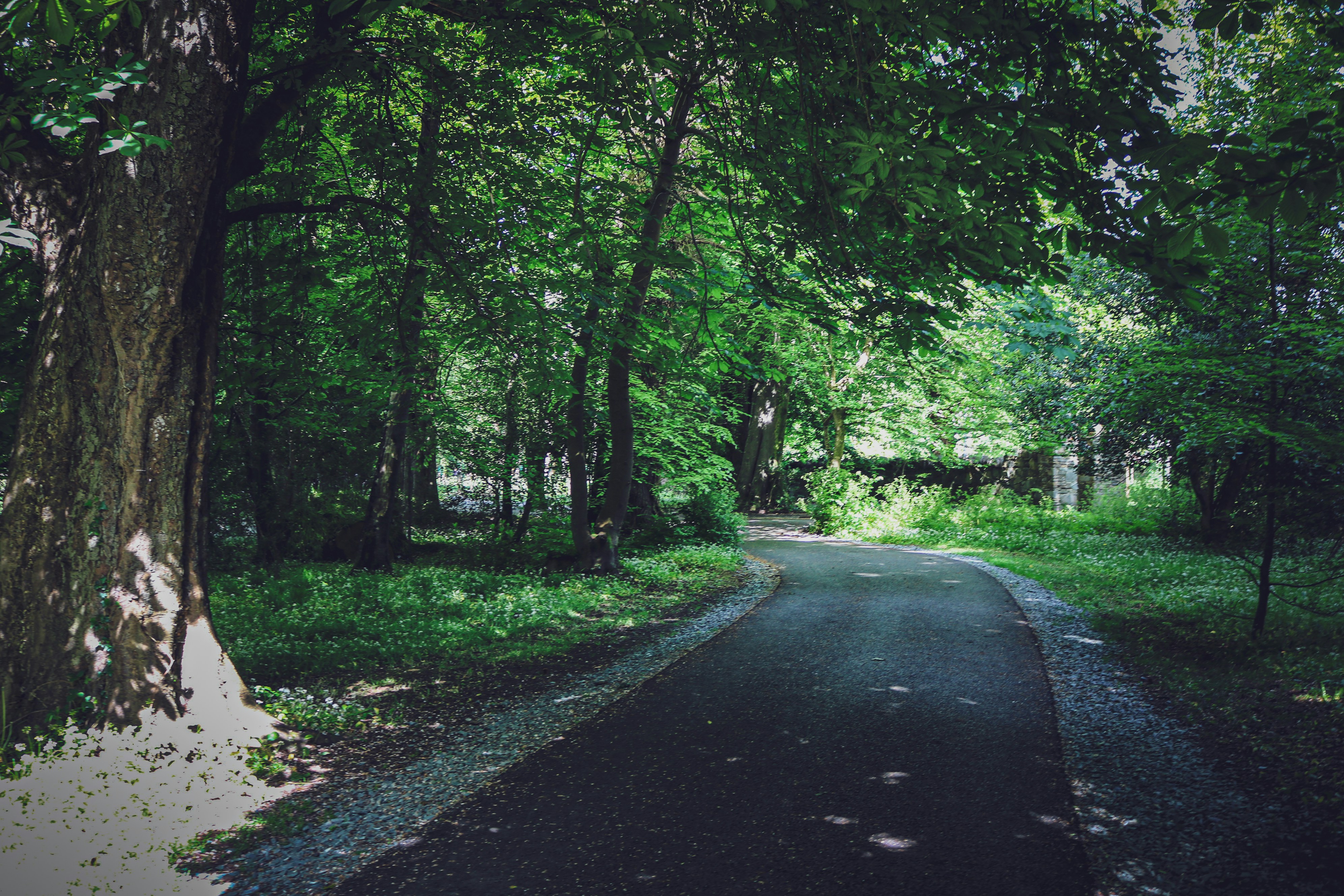 Winding path through a lush, sun-dappled forest.