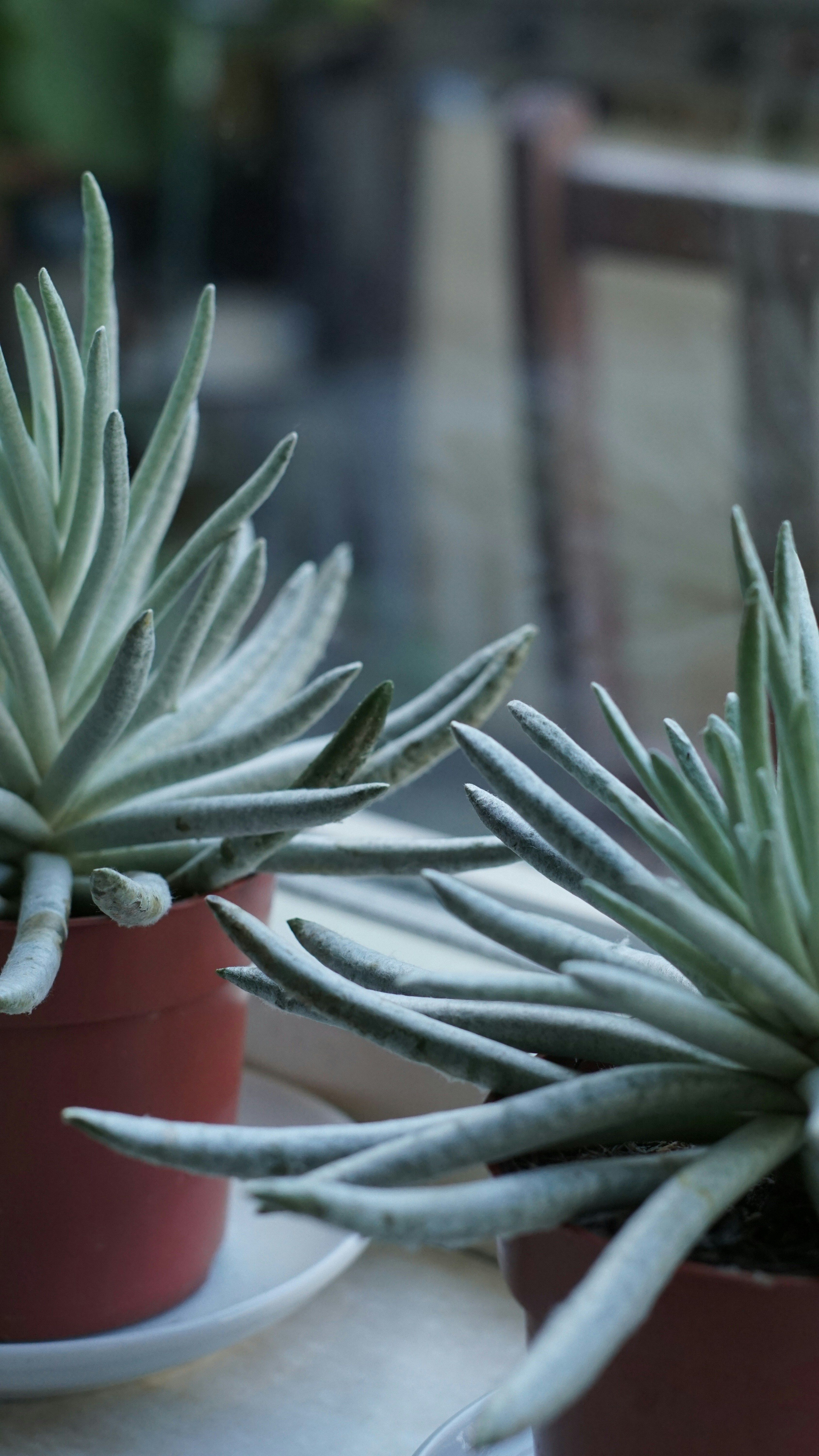 Two succulents are sitting on a table next to each other photo – Free ...