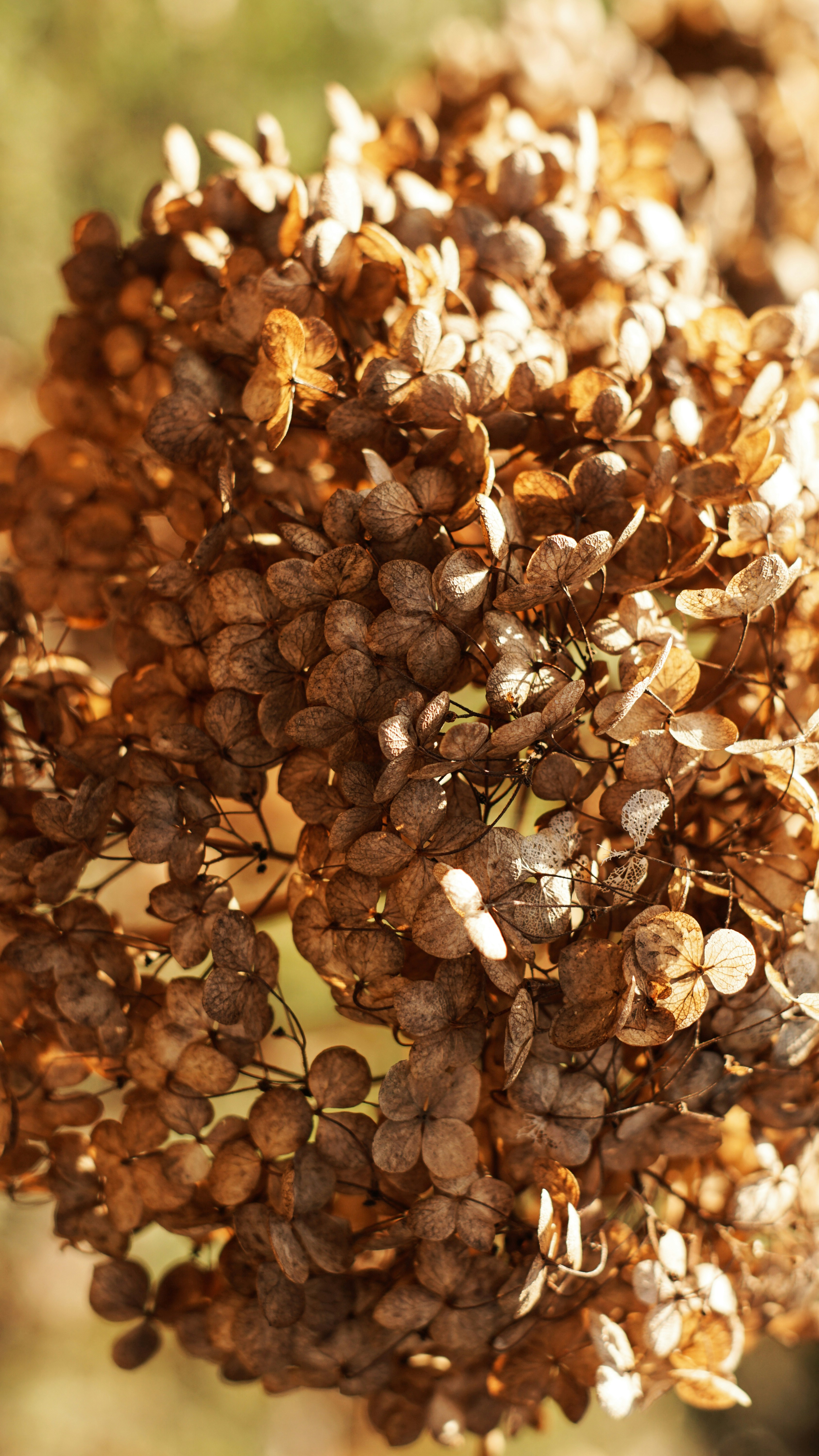 Amber Orbs: Macro portrait of a dried hydrangea seed head bathed in autumn light
