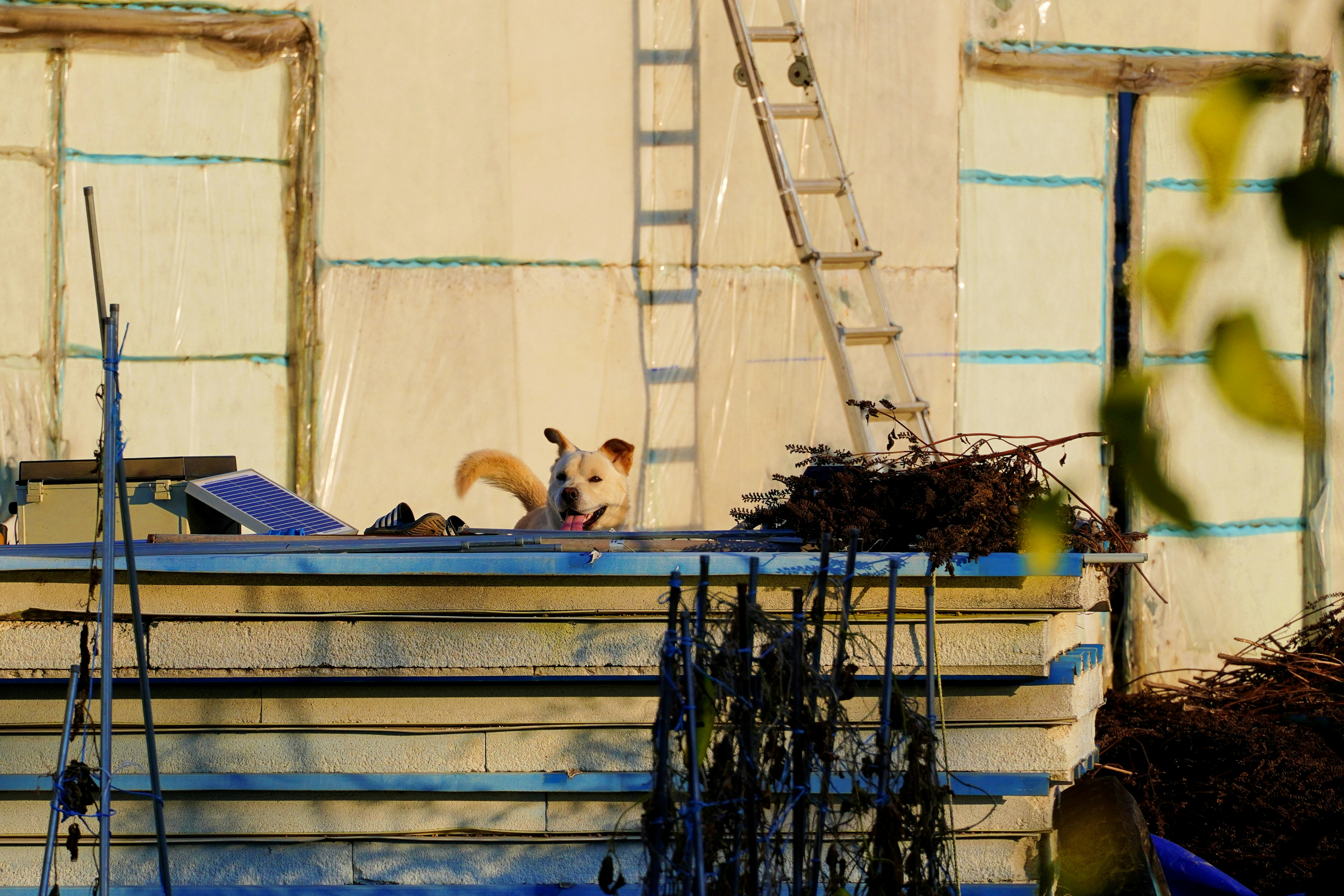 Curious Pup Peeks Over a Weathered Rooftop Edge