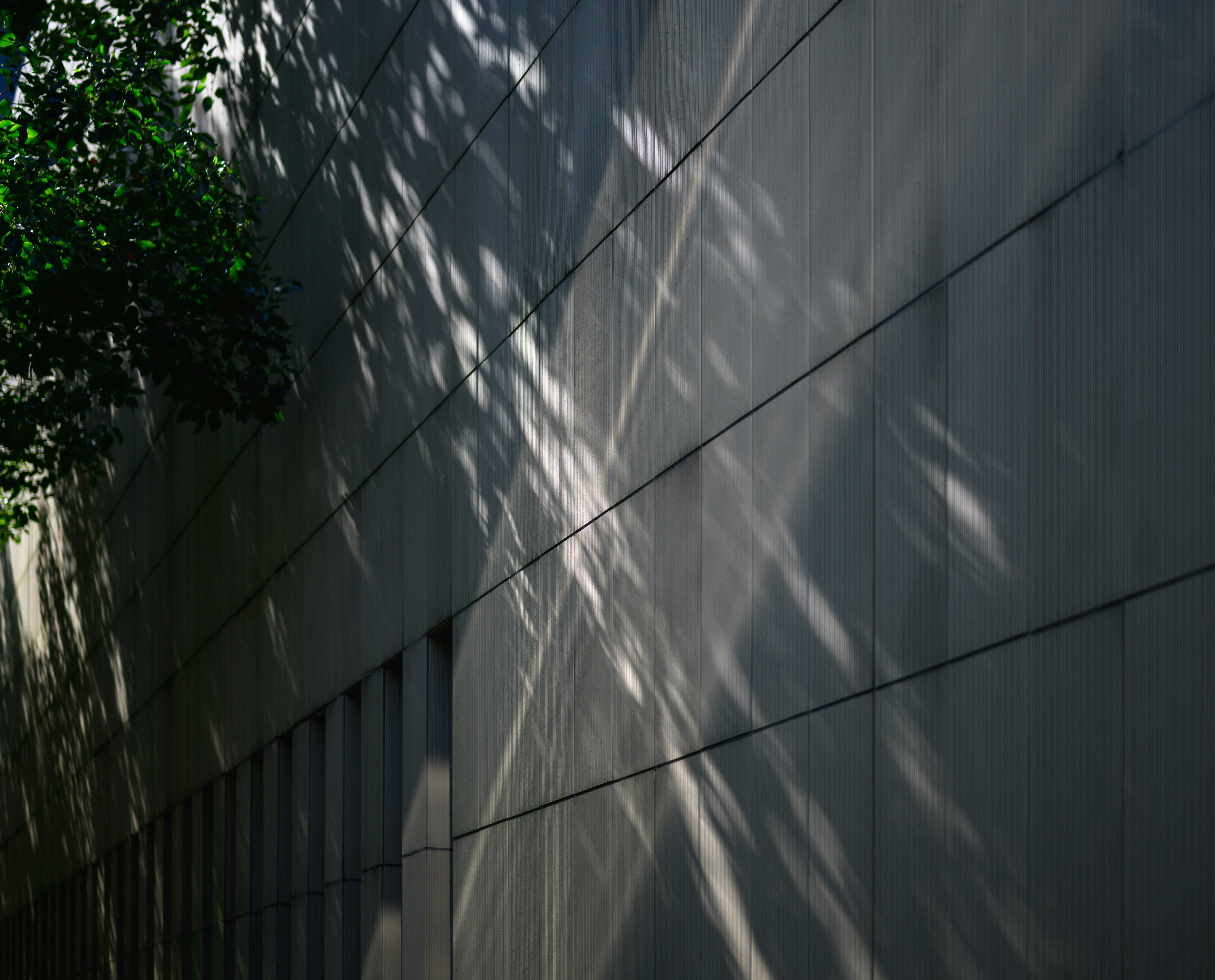 A tree casts a shadow on a wall photo – Free Power station of art Image ...