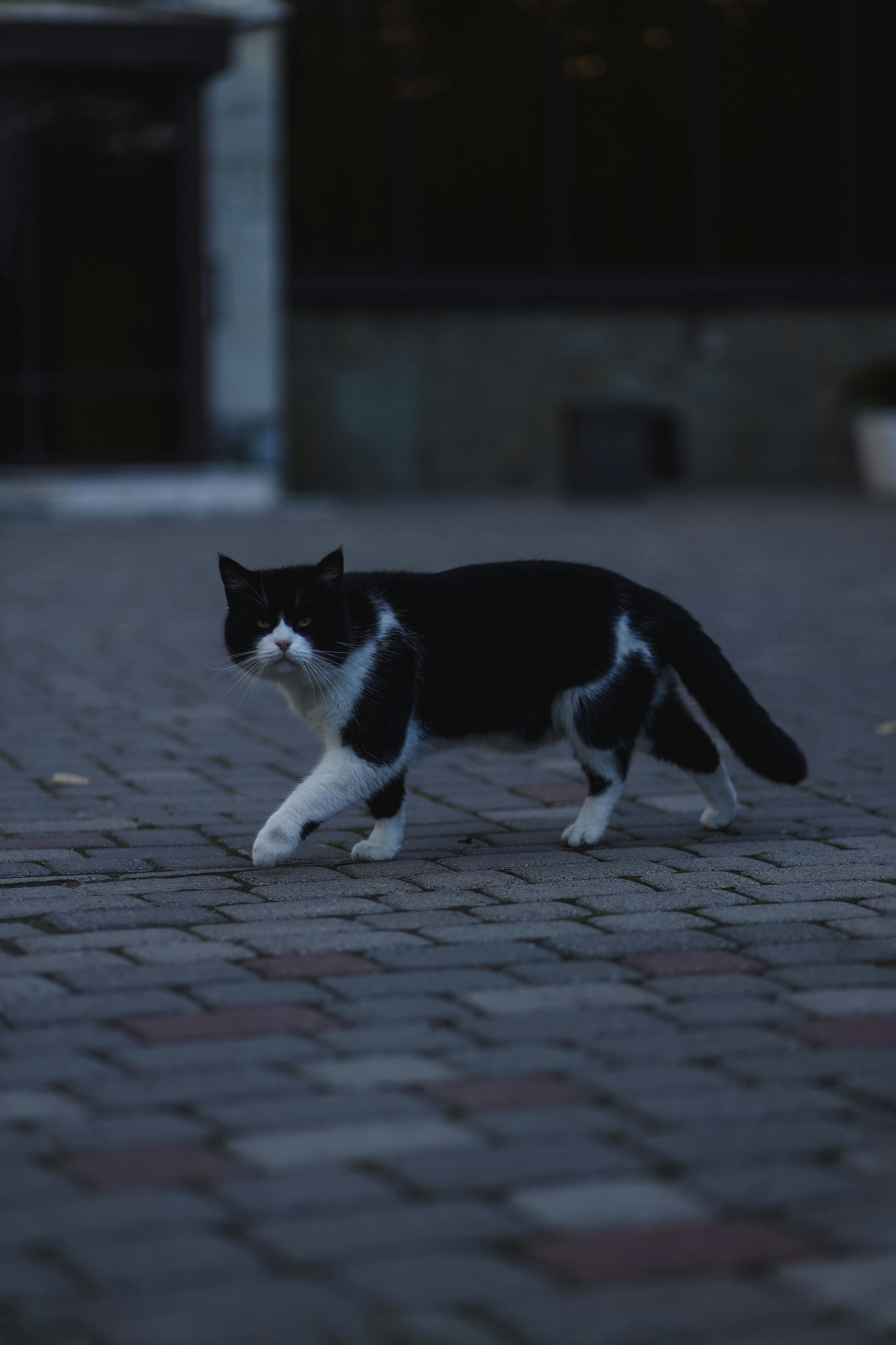 Black-and-White Cat on a Cobblestone Path During Blue Hour