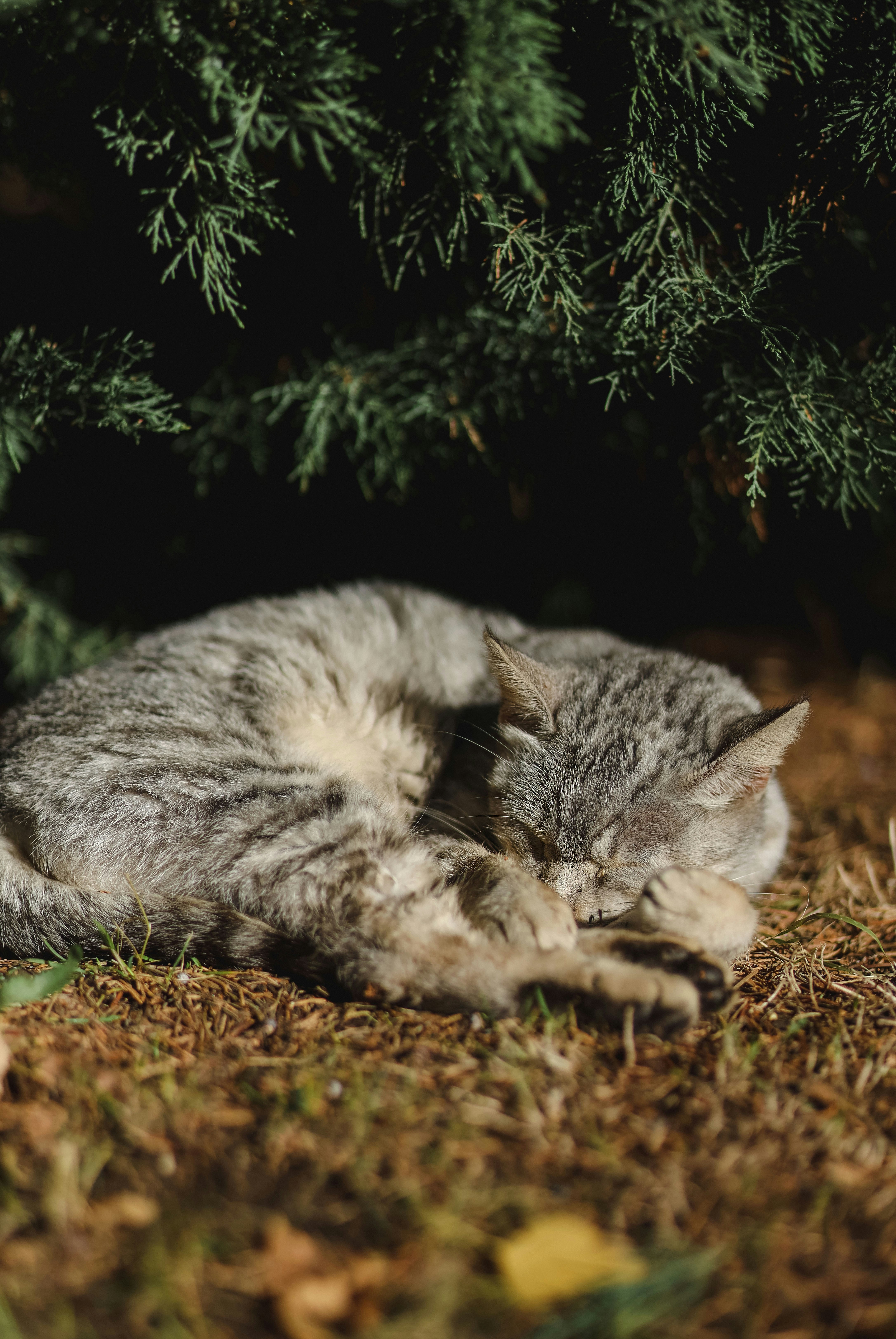 Sunlit Slumber: a Gray Cat Resting Beneath the Evergreens