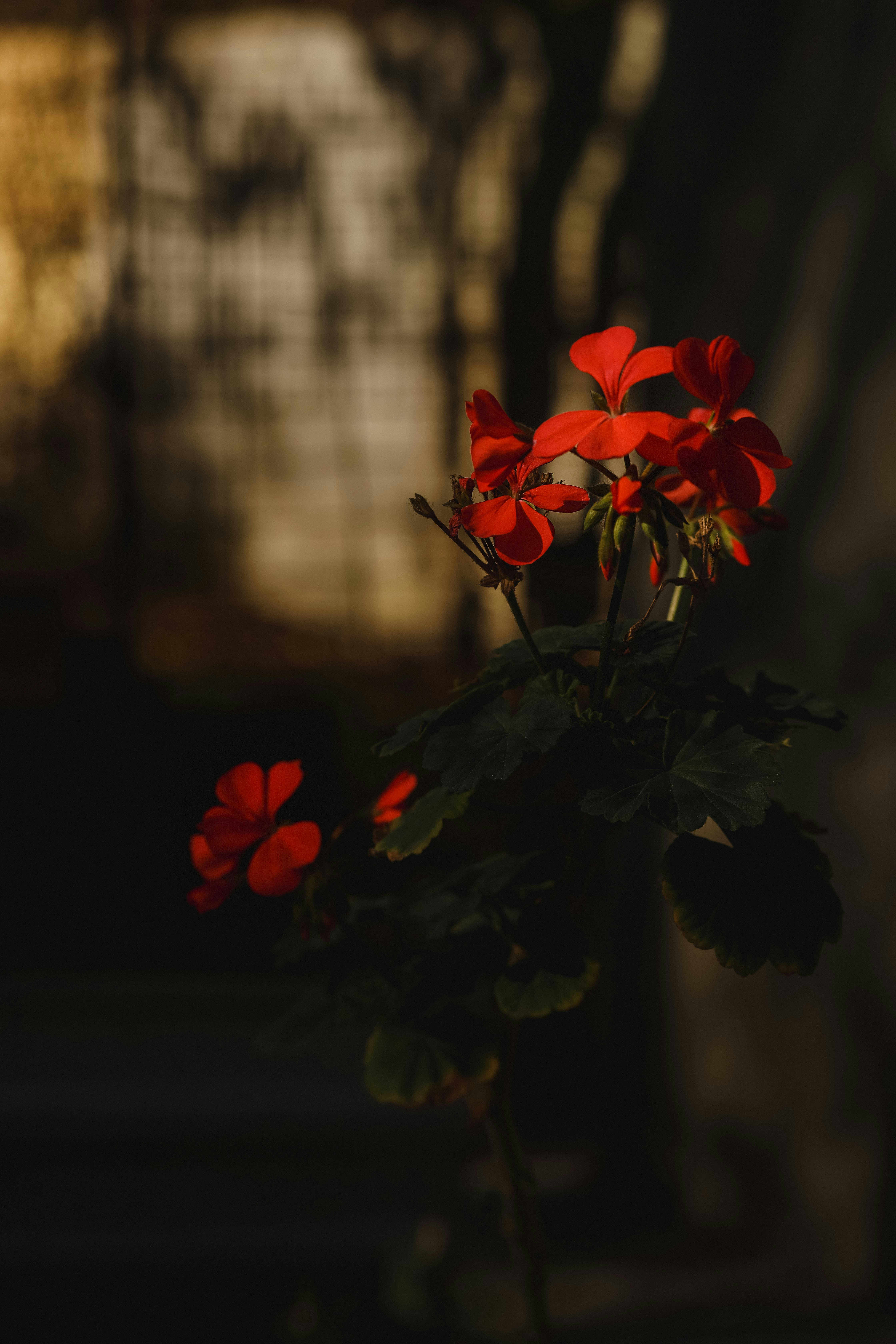 Crimson Geraniums in a Halo of Evening Light
