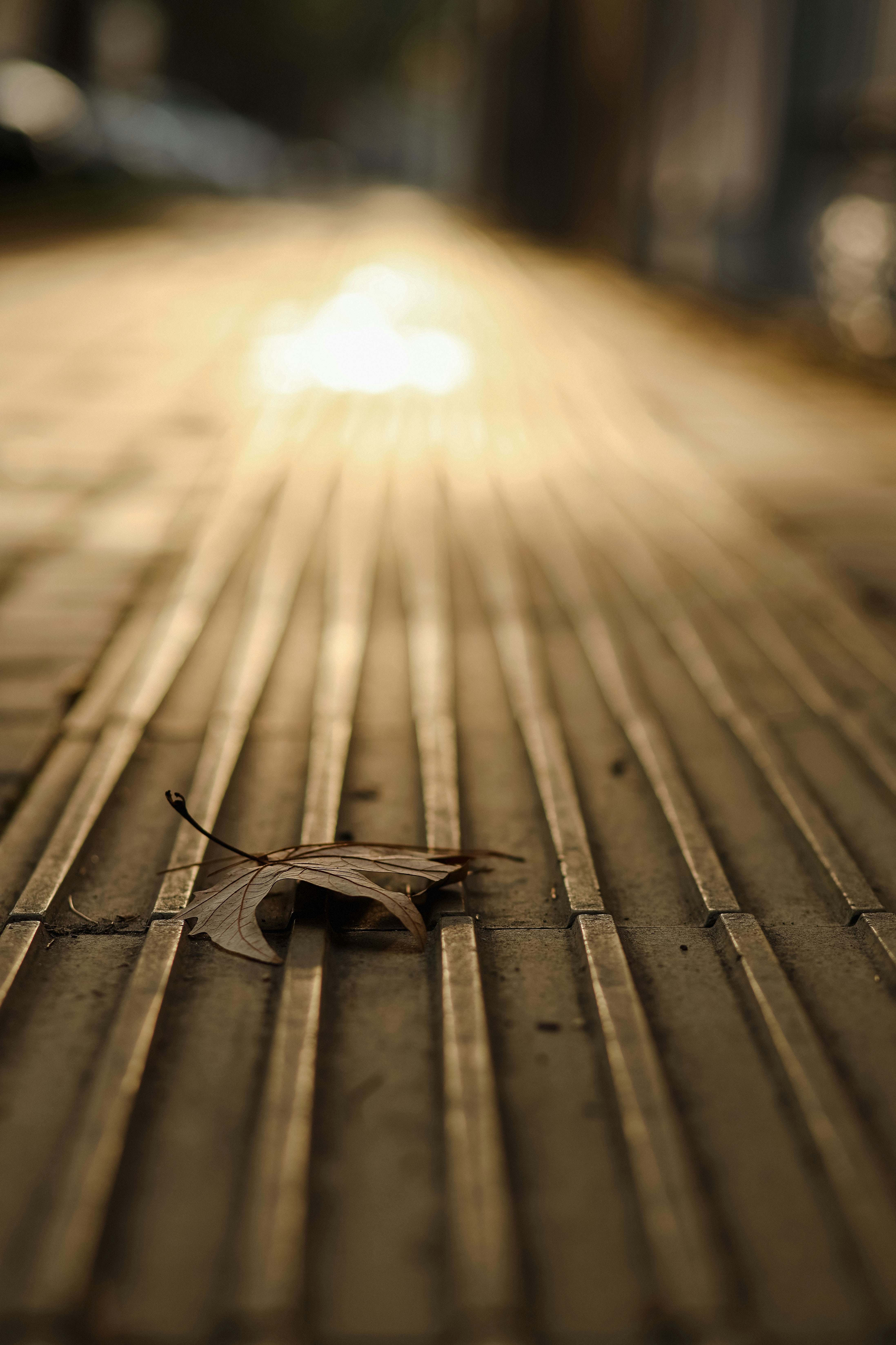 Autumn Leaf on Quiet Golden Planks