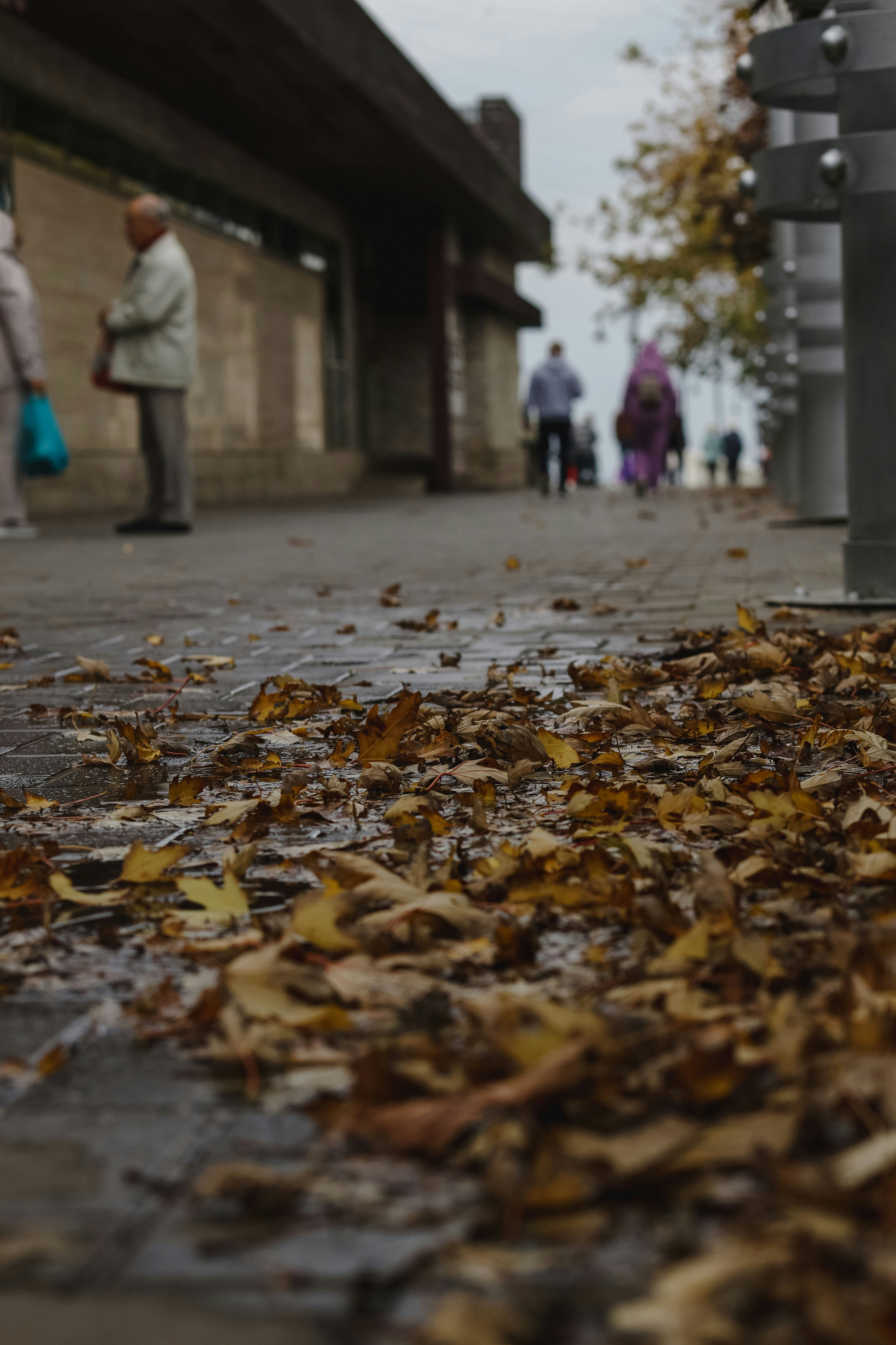 Leaf-Layered Street: Ground-Level Autumn in Focus