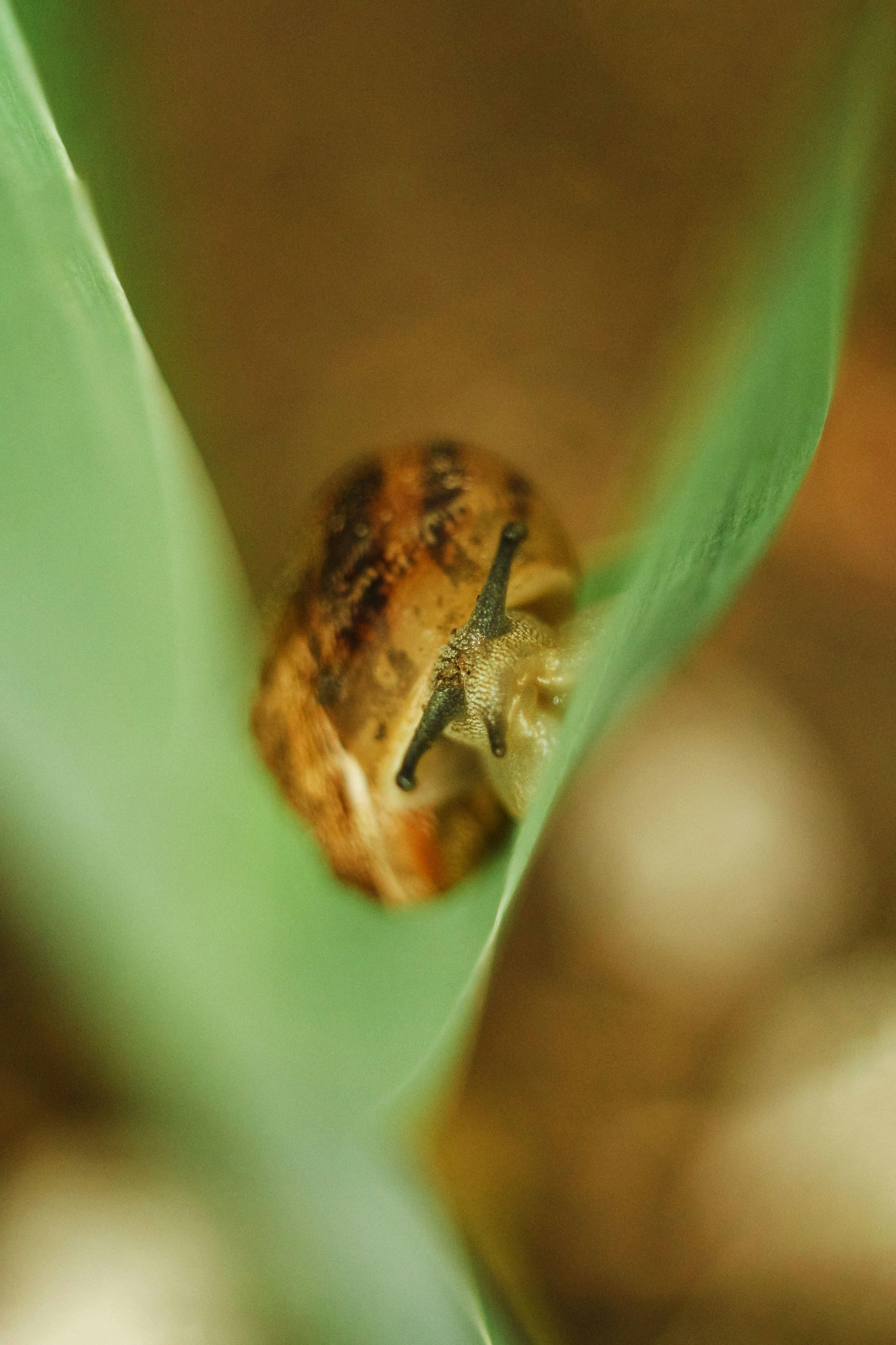 Hidden Snail Between Leaf Veins