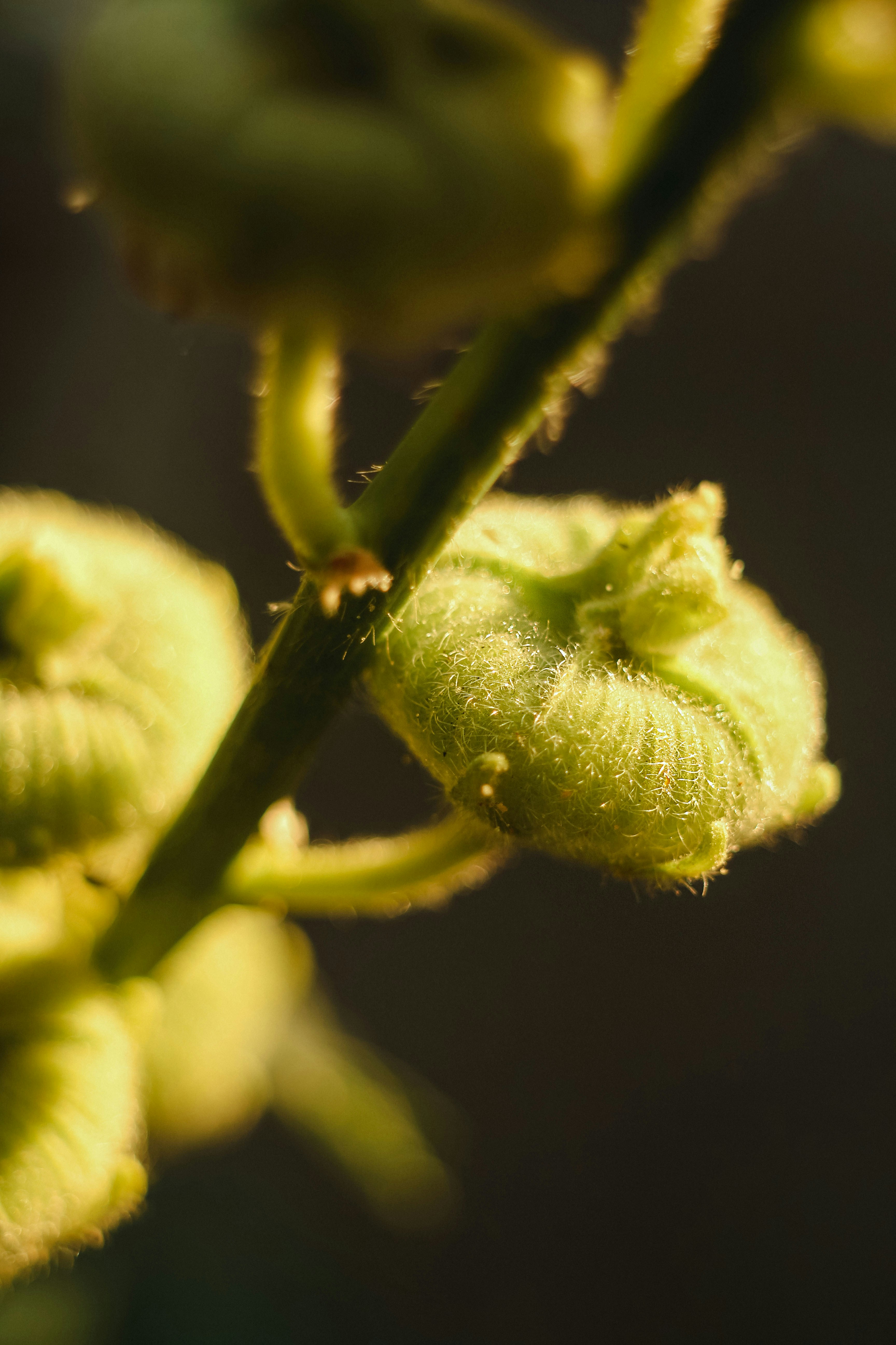 Foto Un primer plano de un capullo de flor en una planta – Imagen Gotas ...