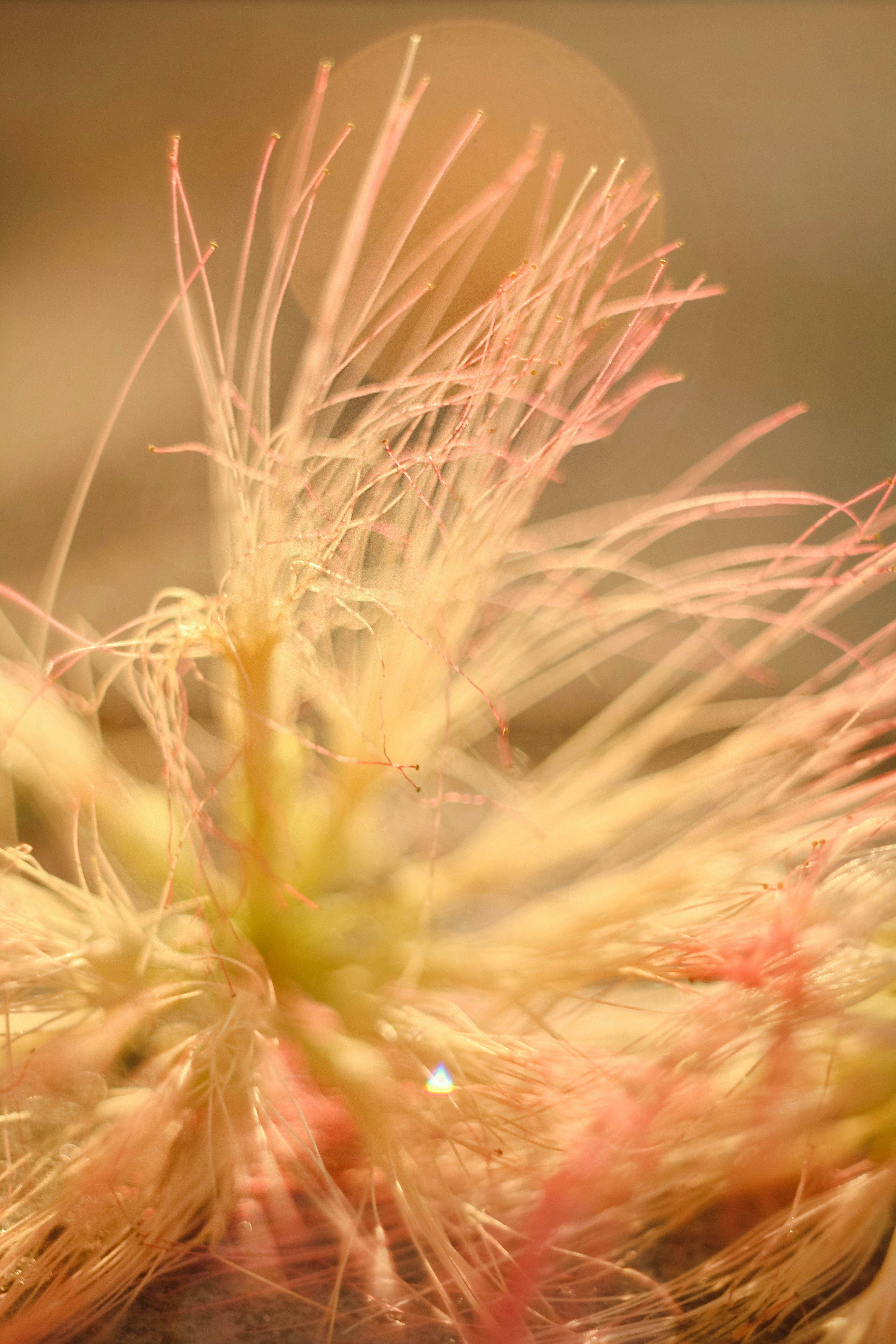 Amber Silk: Macro Portrait of Fragile Plant Filaments