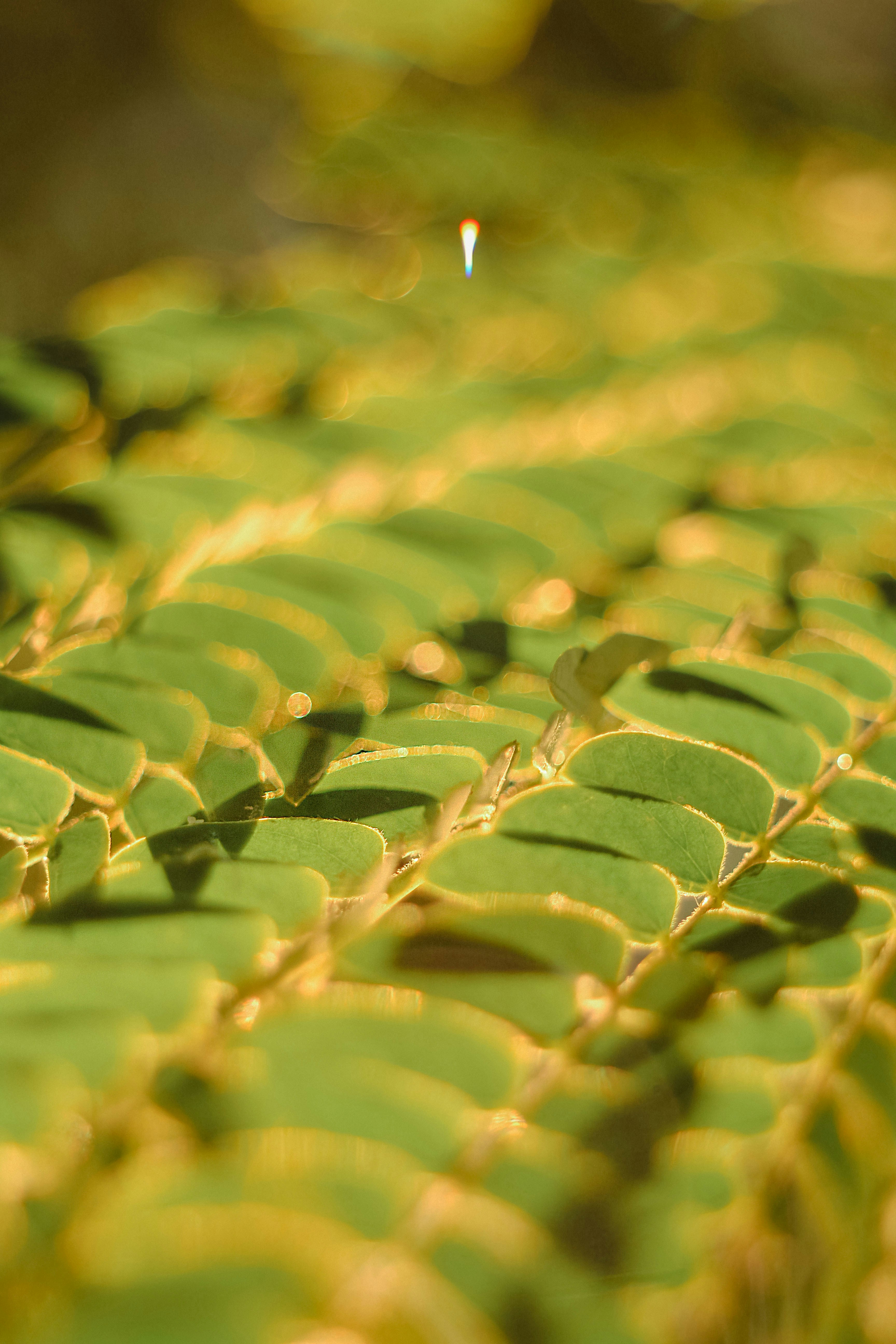A Lone Dew Drop Glints on a Sunlit Fern Frond