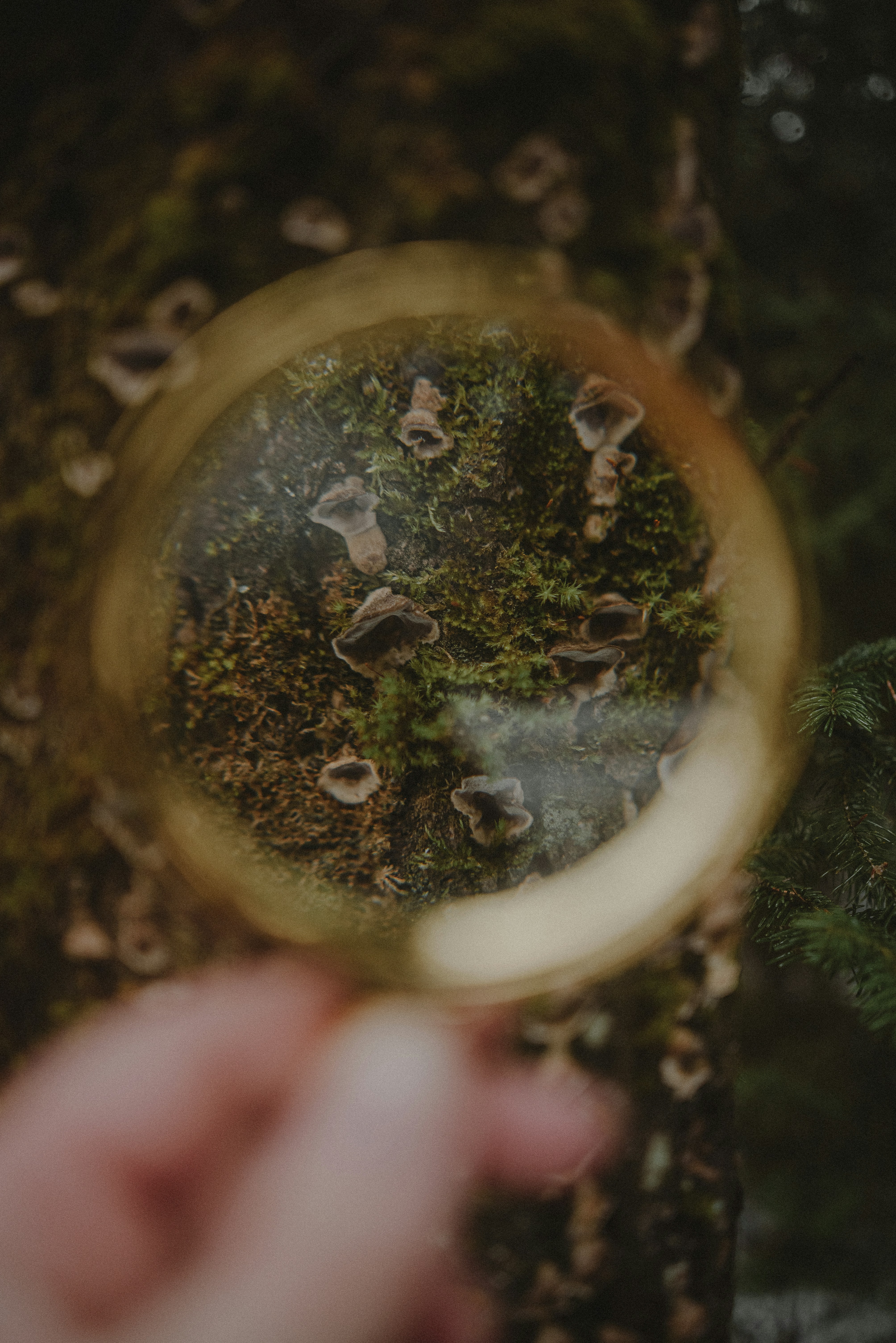 A person holding a magnifying glass over a forest photo – Free Moss ...