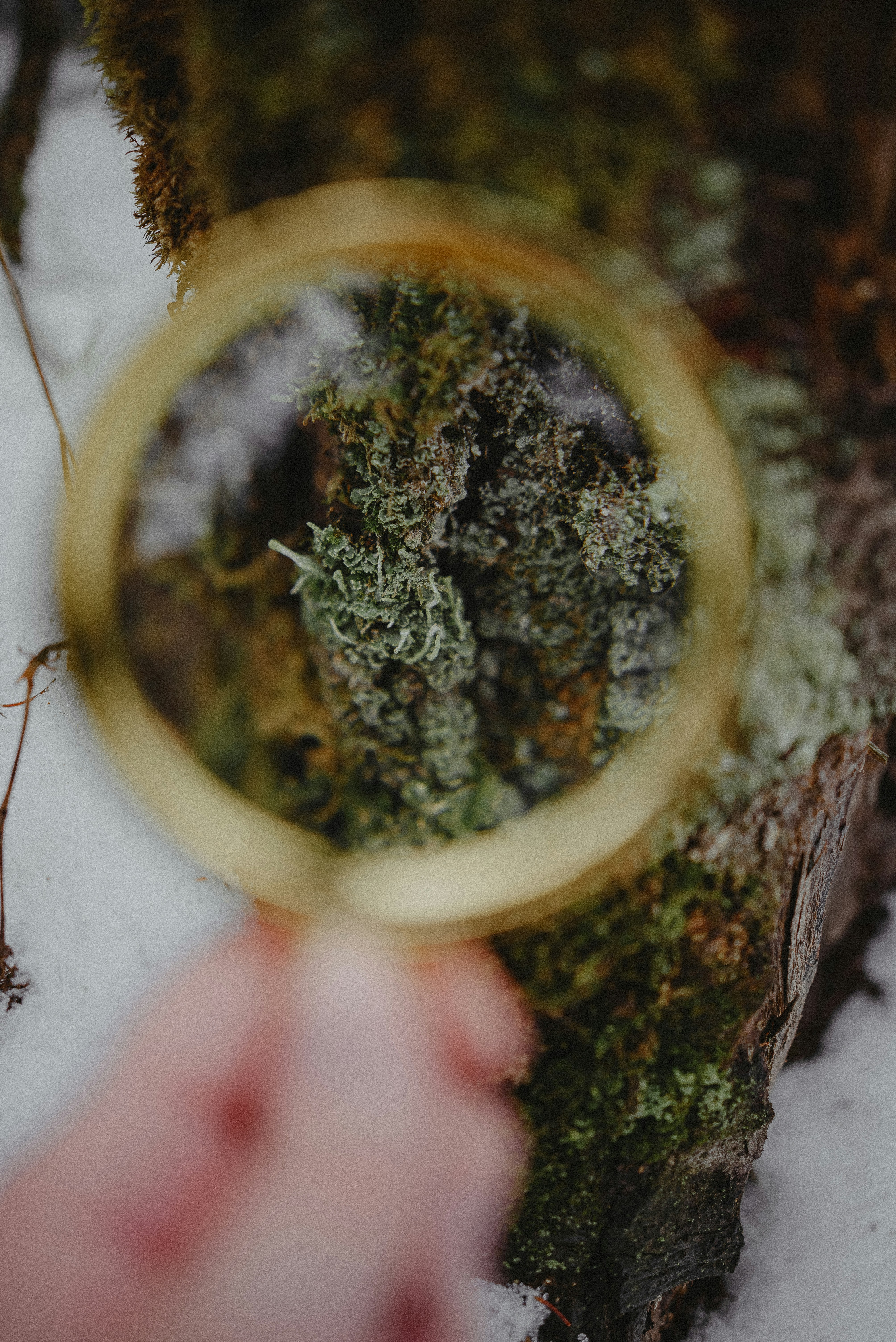 Frosted Moss Through a Magnifying Ring