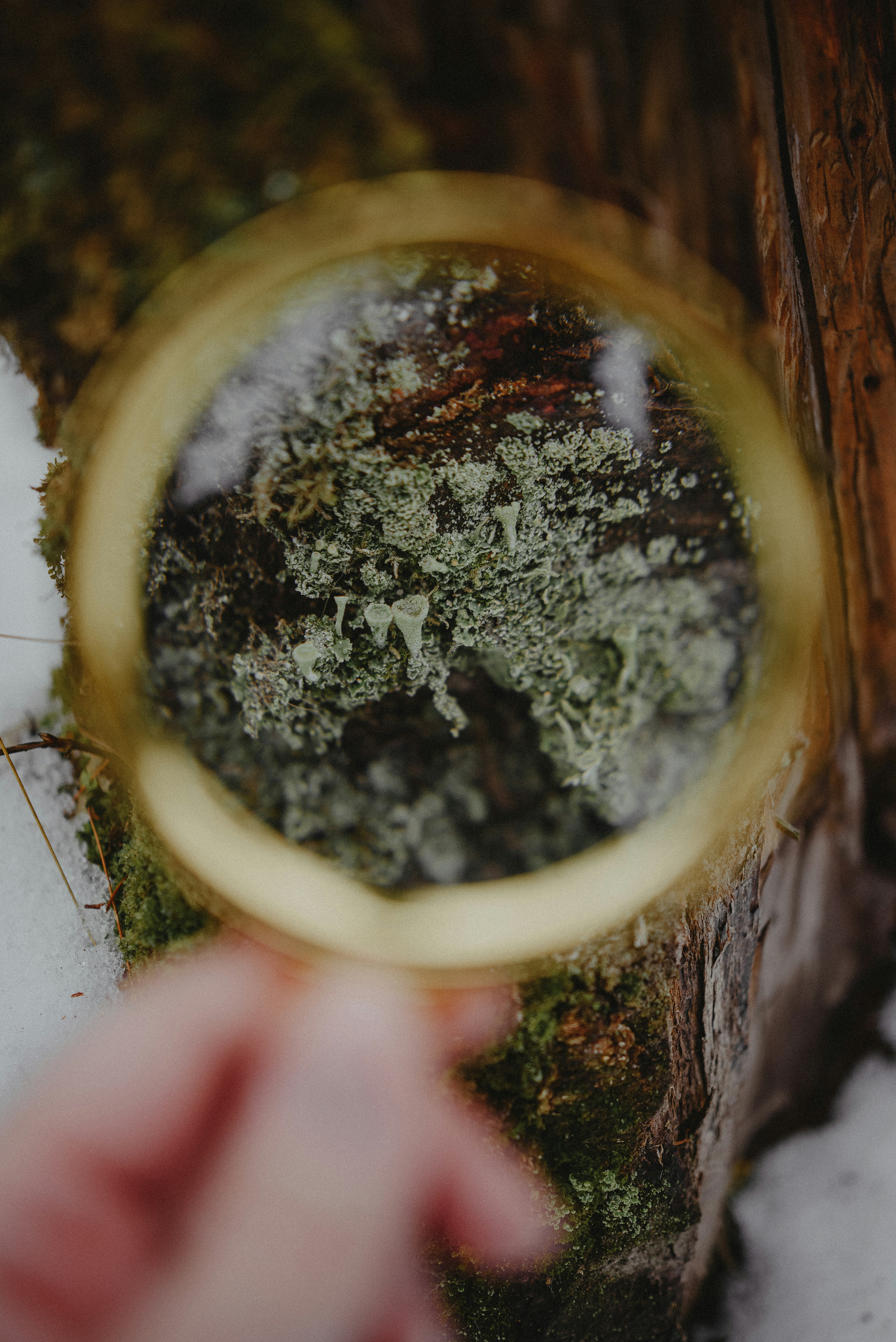 Circle of Moss: a Brass-Rim Macro Moment