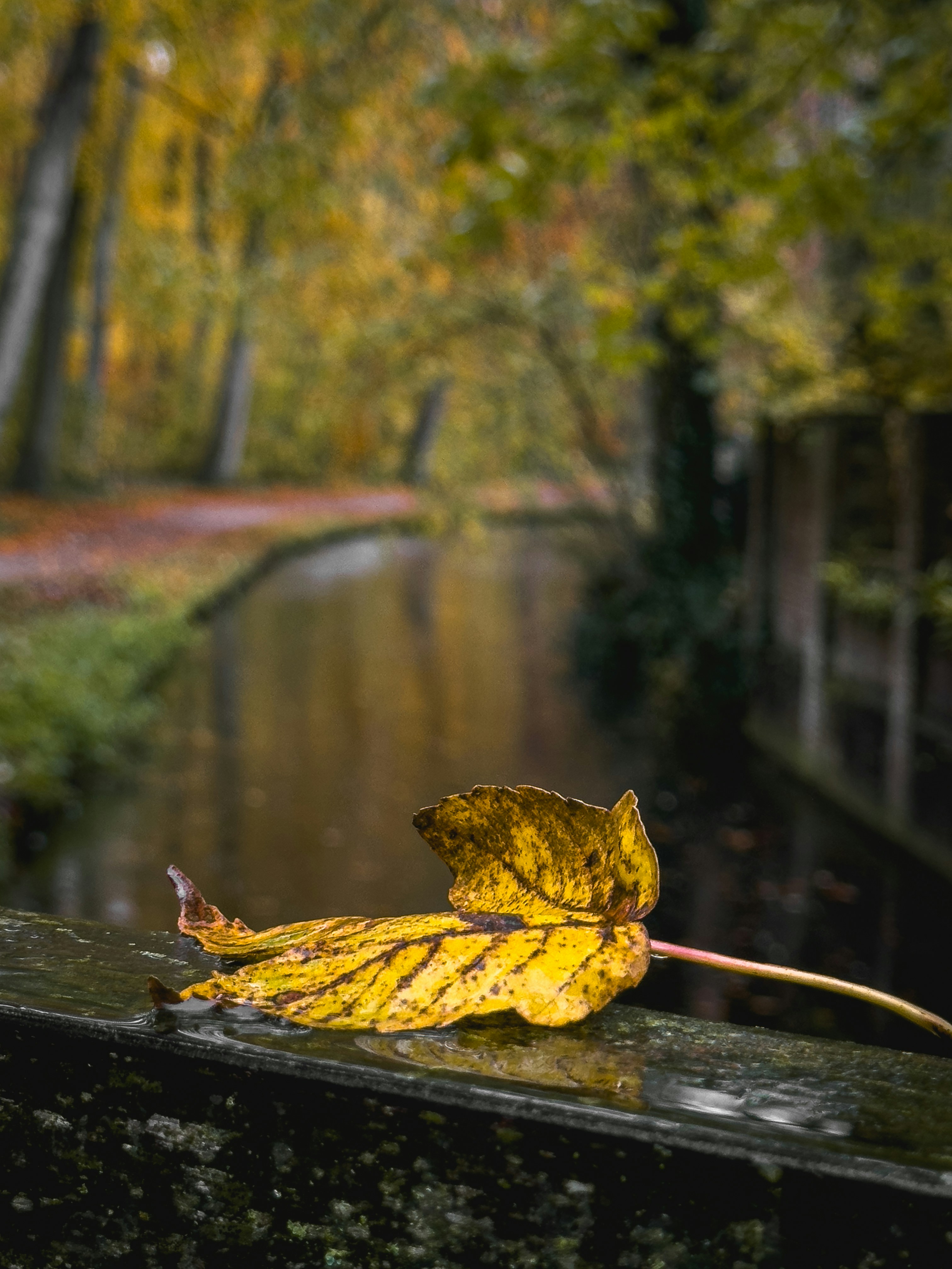 Golden Leaf on a Rain-Kissed Rail Over a Quiet Autumn Canal