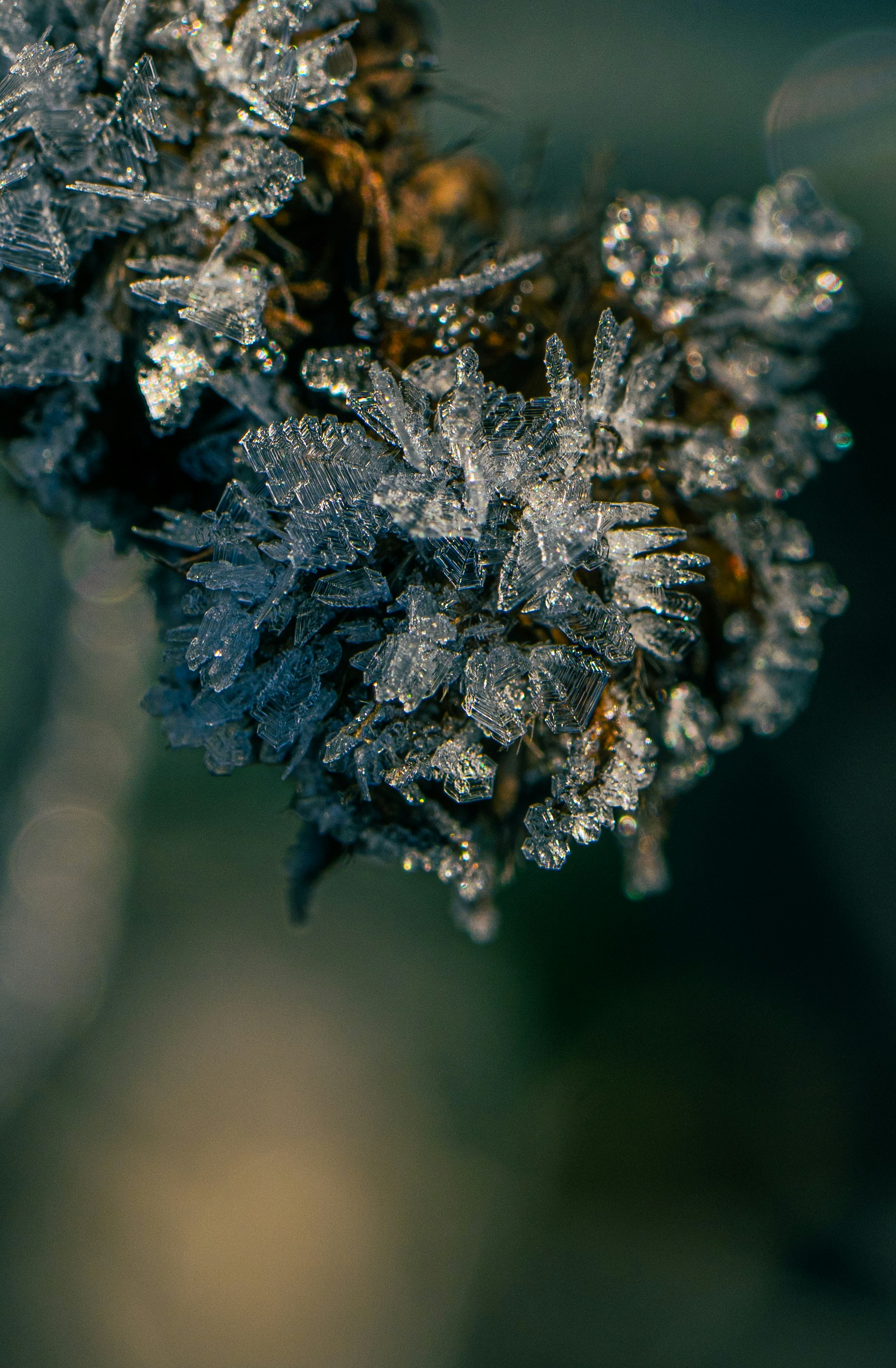A close up of a plant with frost on it photo – Free Ice Image on Unsplash