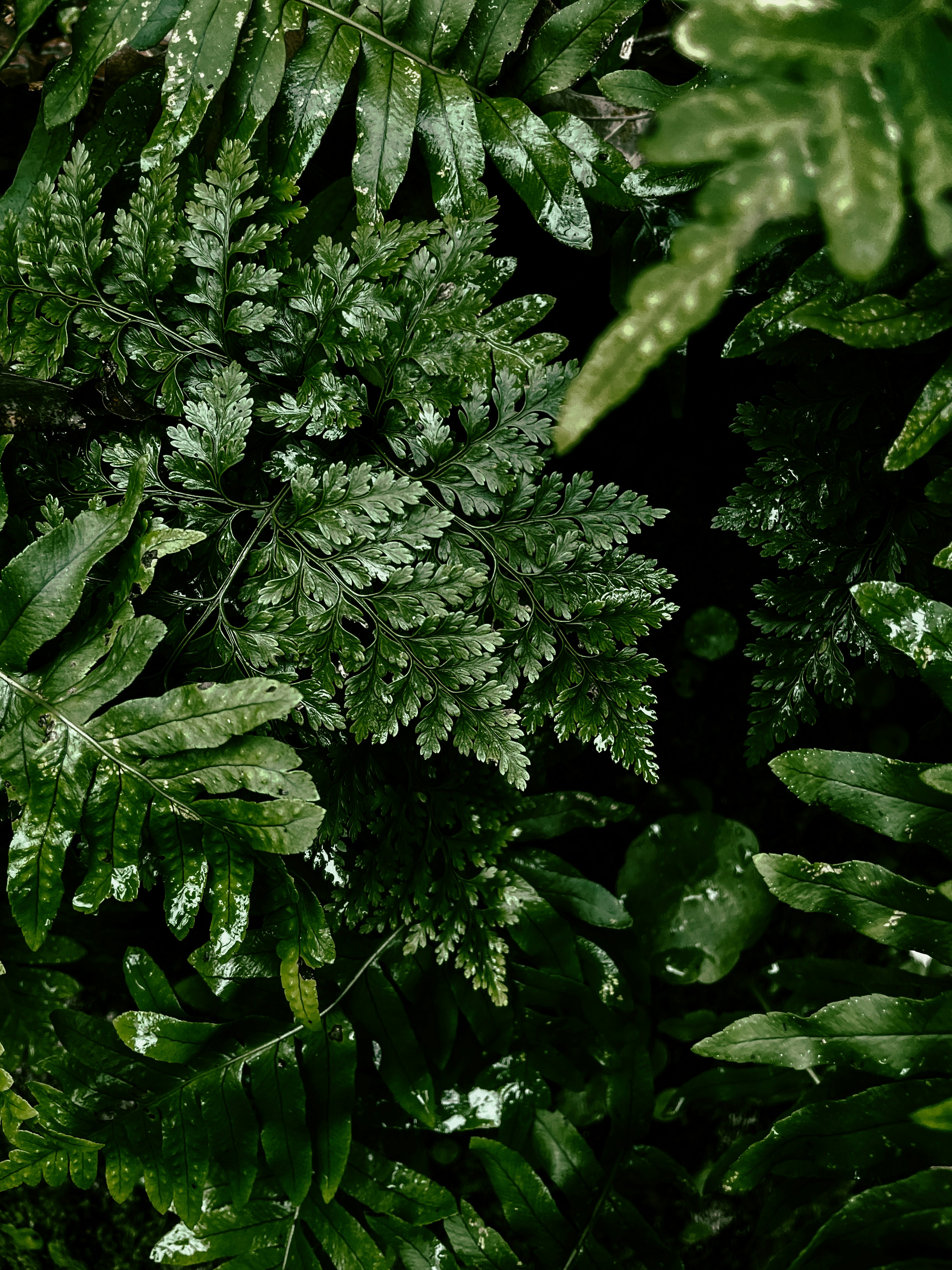 Midnight Verdure: Close-Up of Fern Fronds in Deep Green Shade