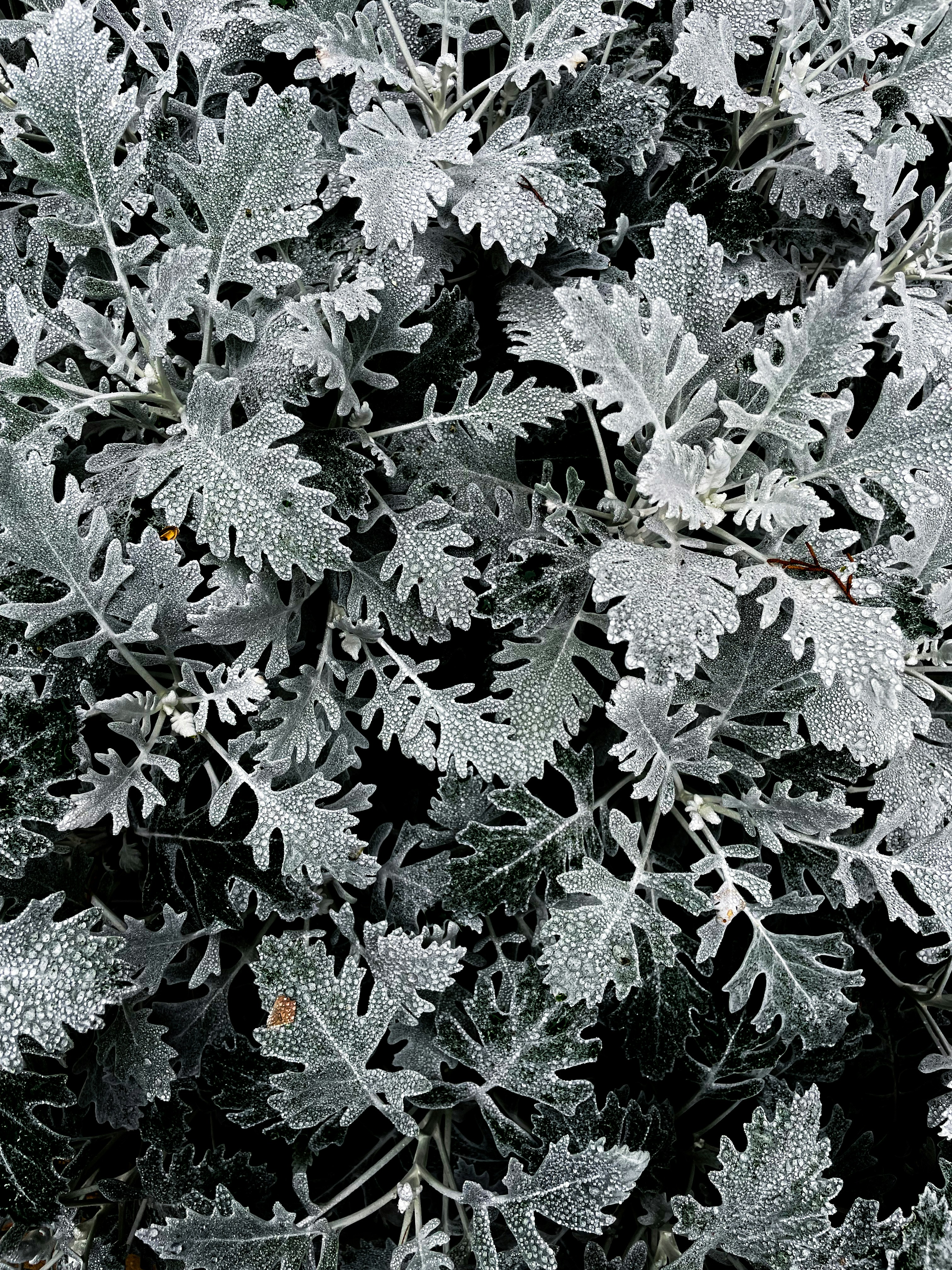 Frosted Fronds: a Quiet Silver Mosaic