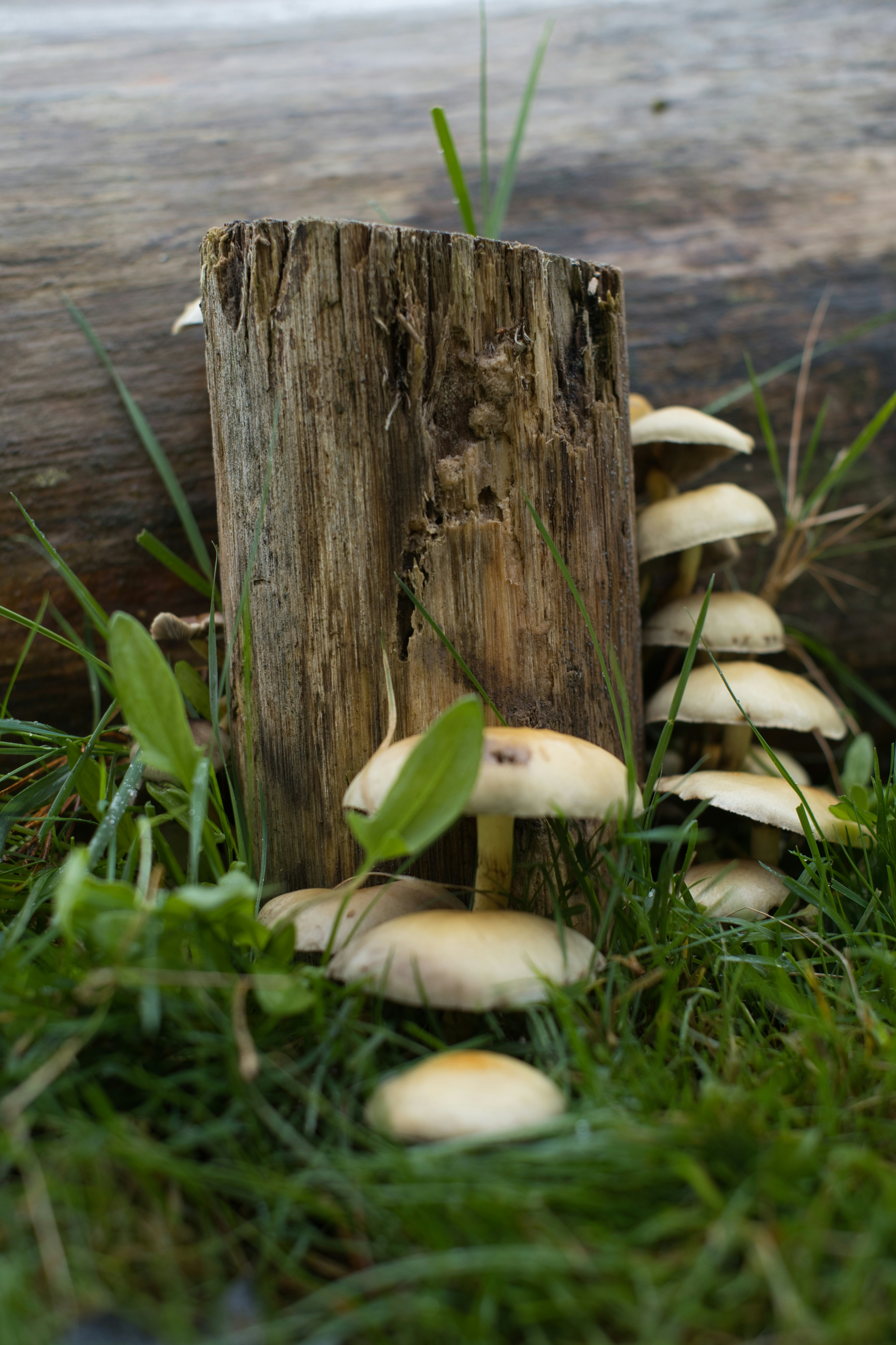 Stump Sentinel: Cream Mushrooms Claim a Mossy Perimeter