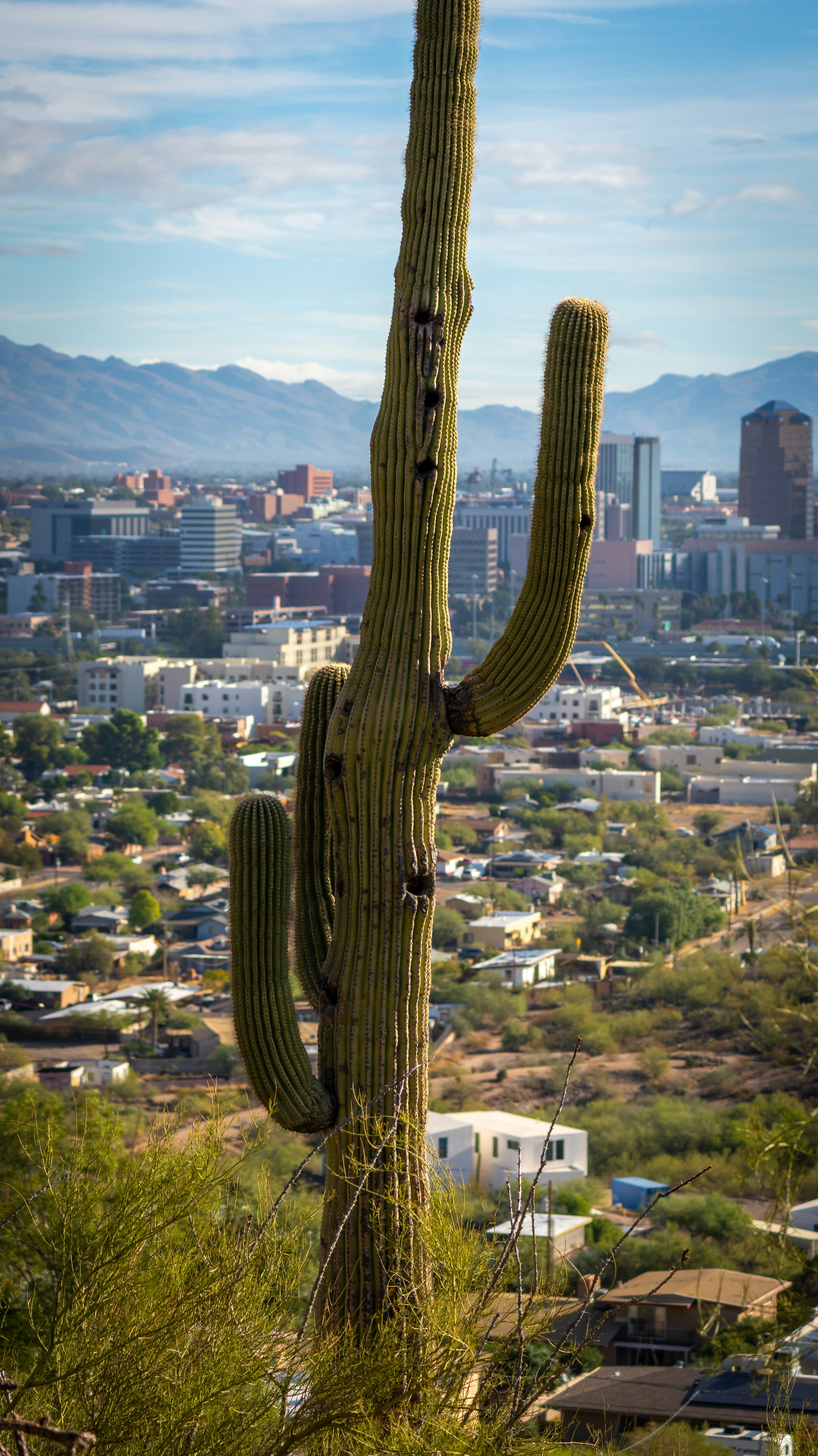 Desert Sentinel Framing an Urban Horizon