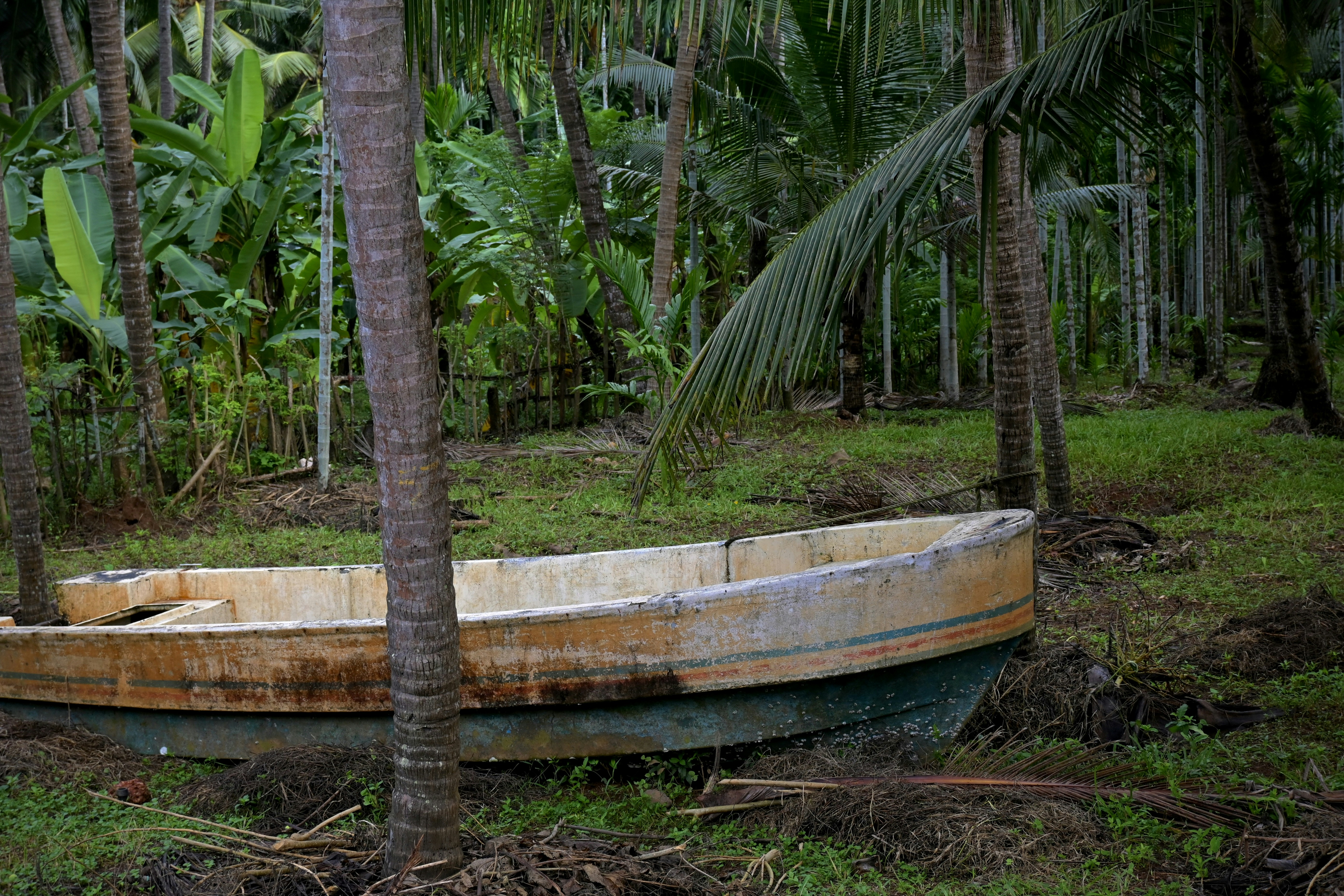 A weathered canoe tucked beneath palms in a quiet tropical grove