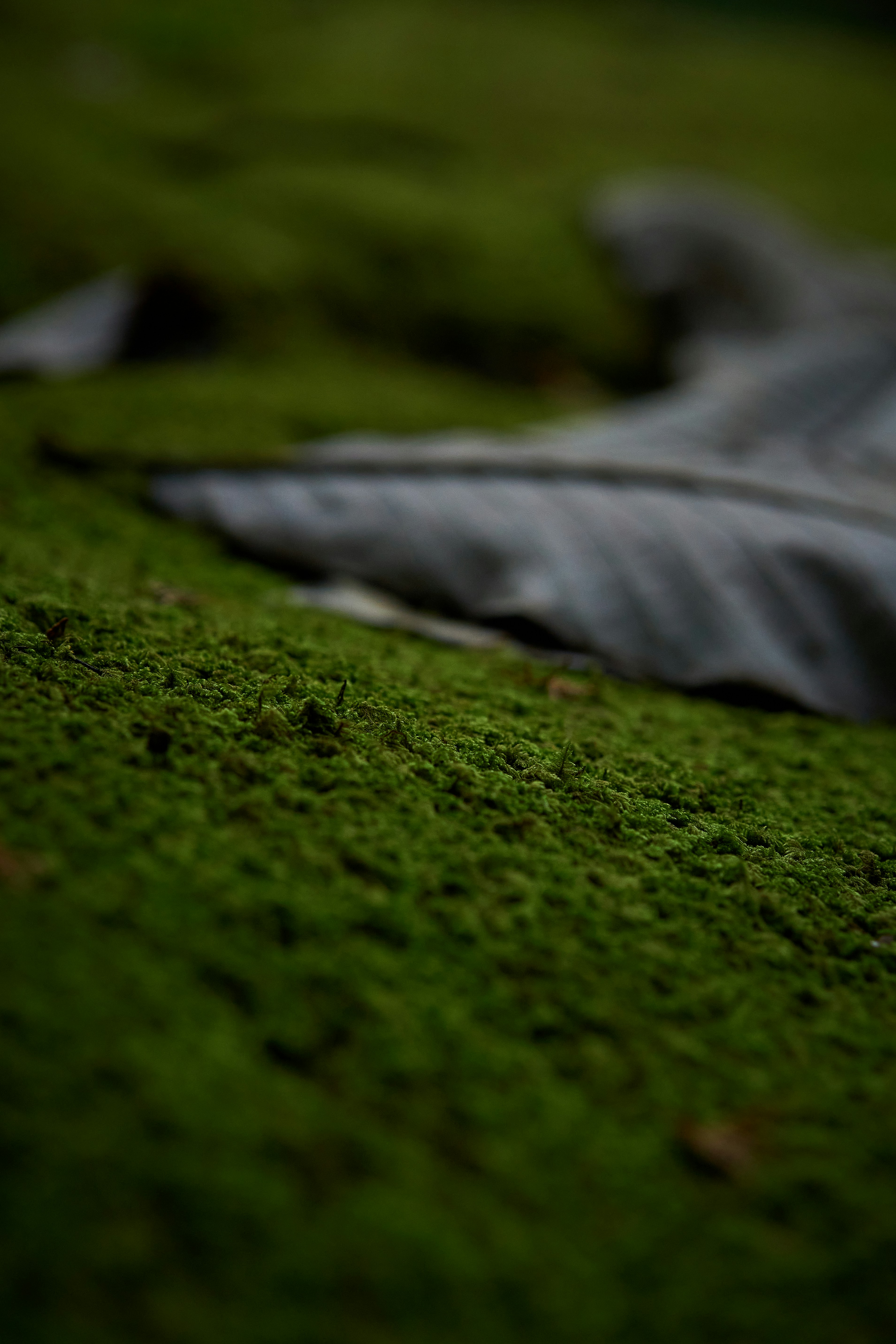 Whispering Moss: A Micro Forest Floor Scene with a Softly Blurred Leaf
