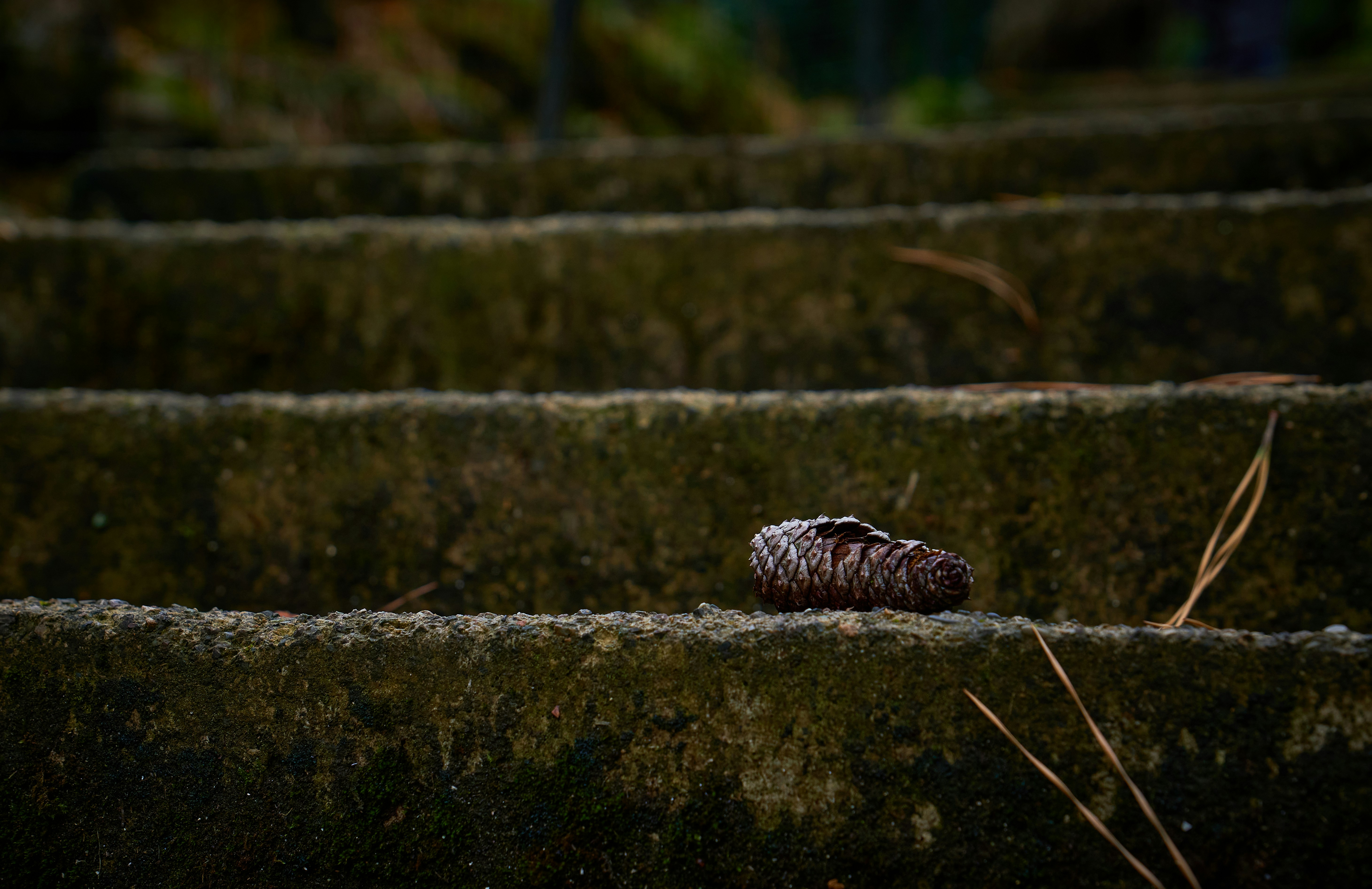 A Silent Pinecone on Mossy Steps