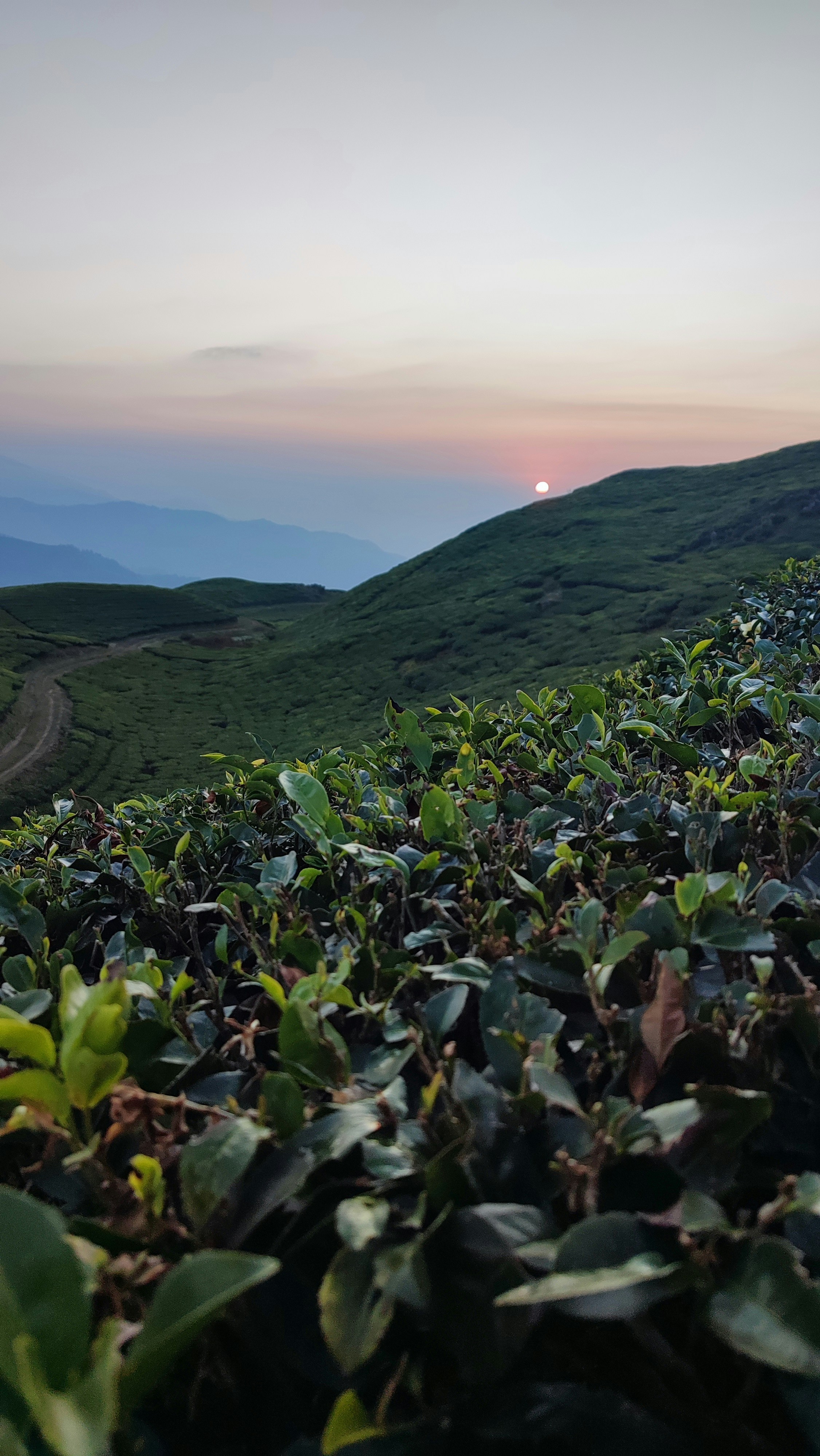 Sunset on the Tea-Plant Terrace: Green Ridges at Dusk