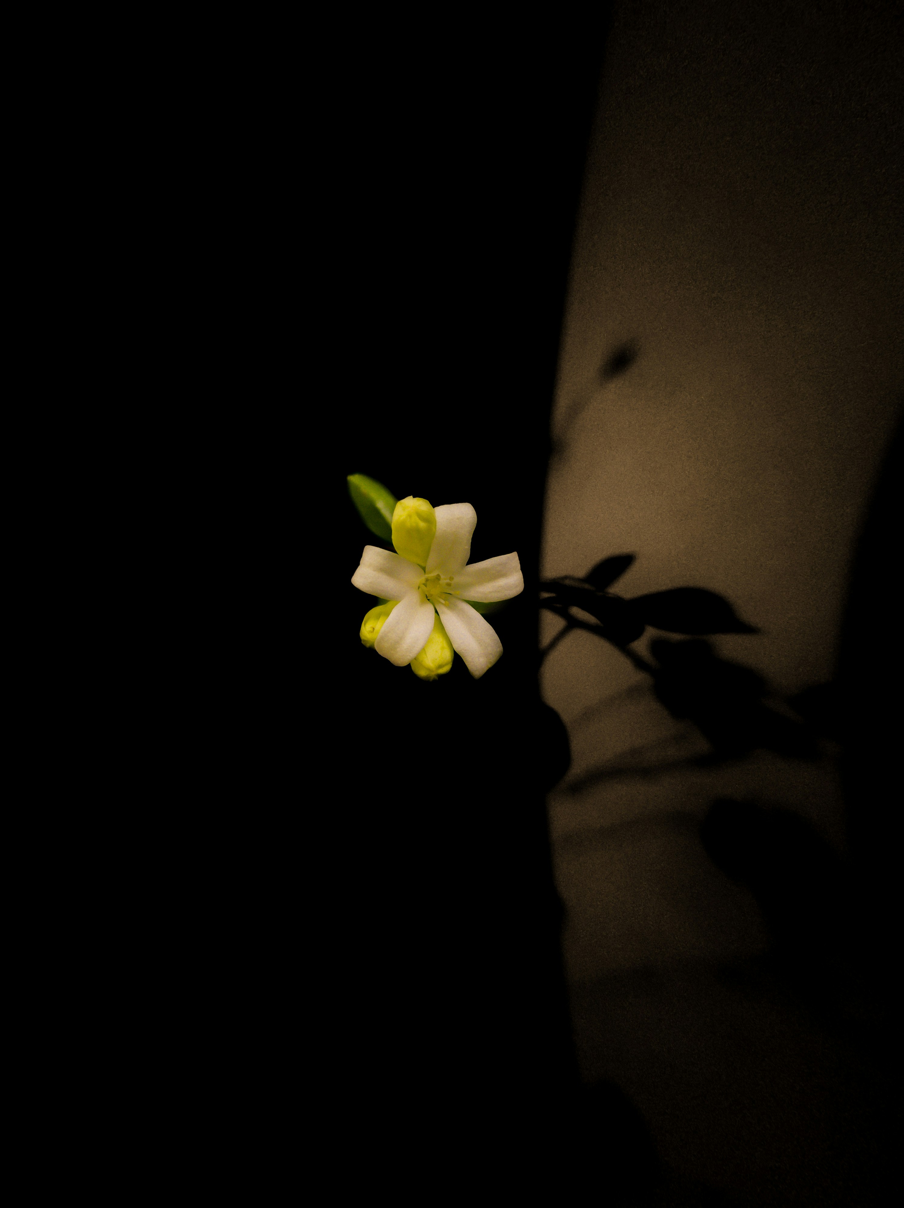 A single white flower with a pale yellow center sits against a dark, shadow-filled background, softly illuminated to reveal delicate petals. This photograph emphasizes texture and contrast against the surrounding darkness.