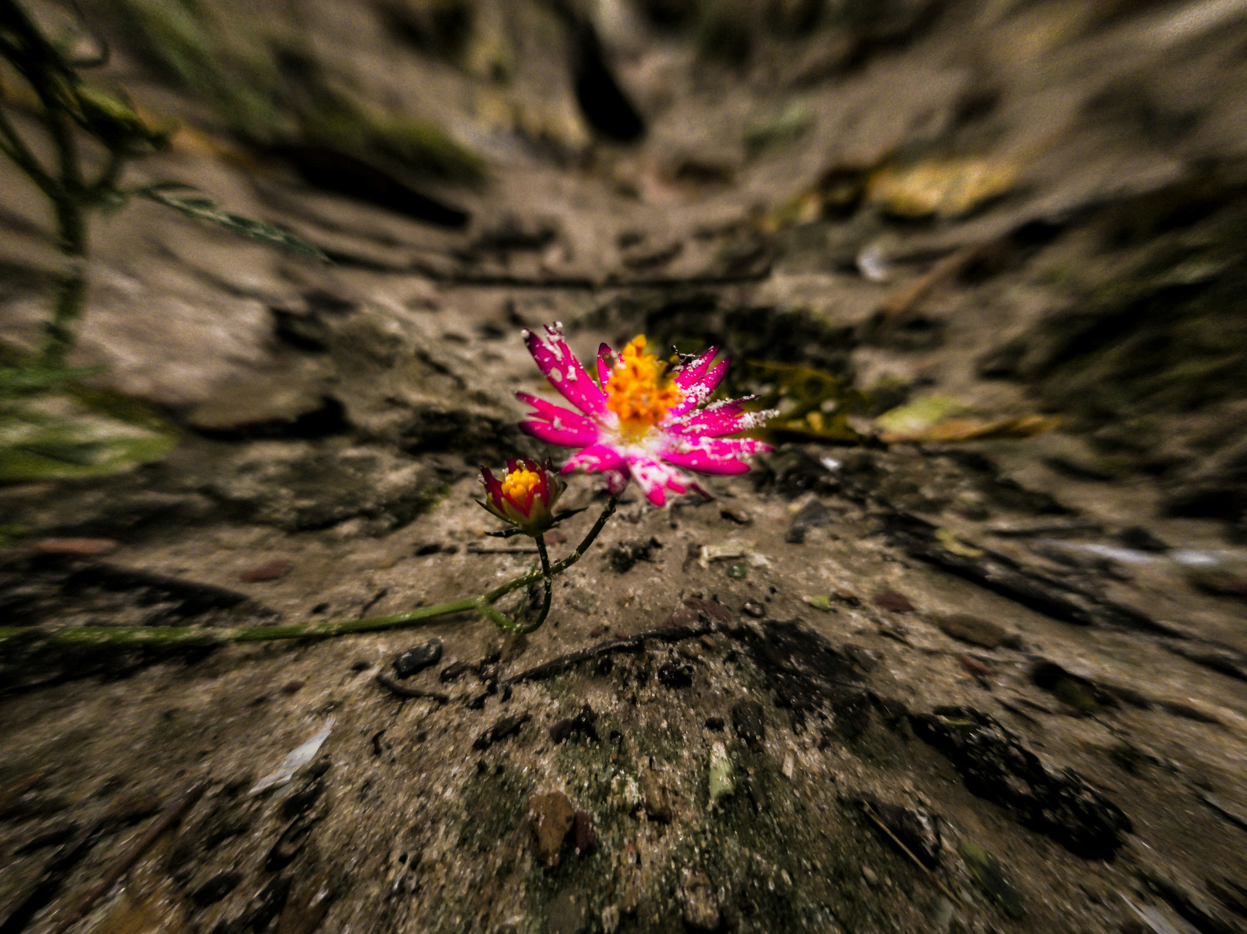 Bloom Under a Vignette: A Singular Pink Flower Emerges from the Earth