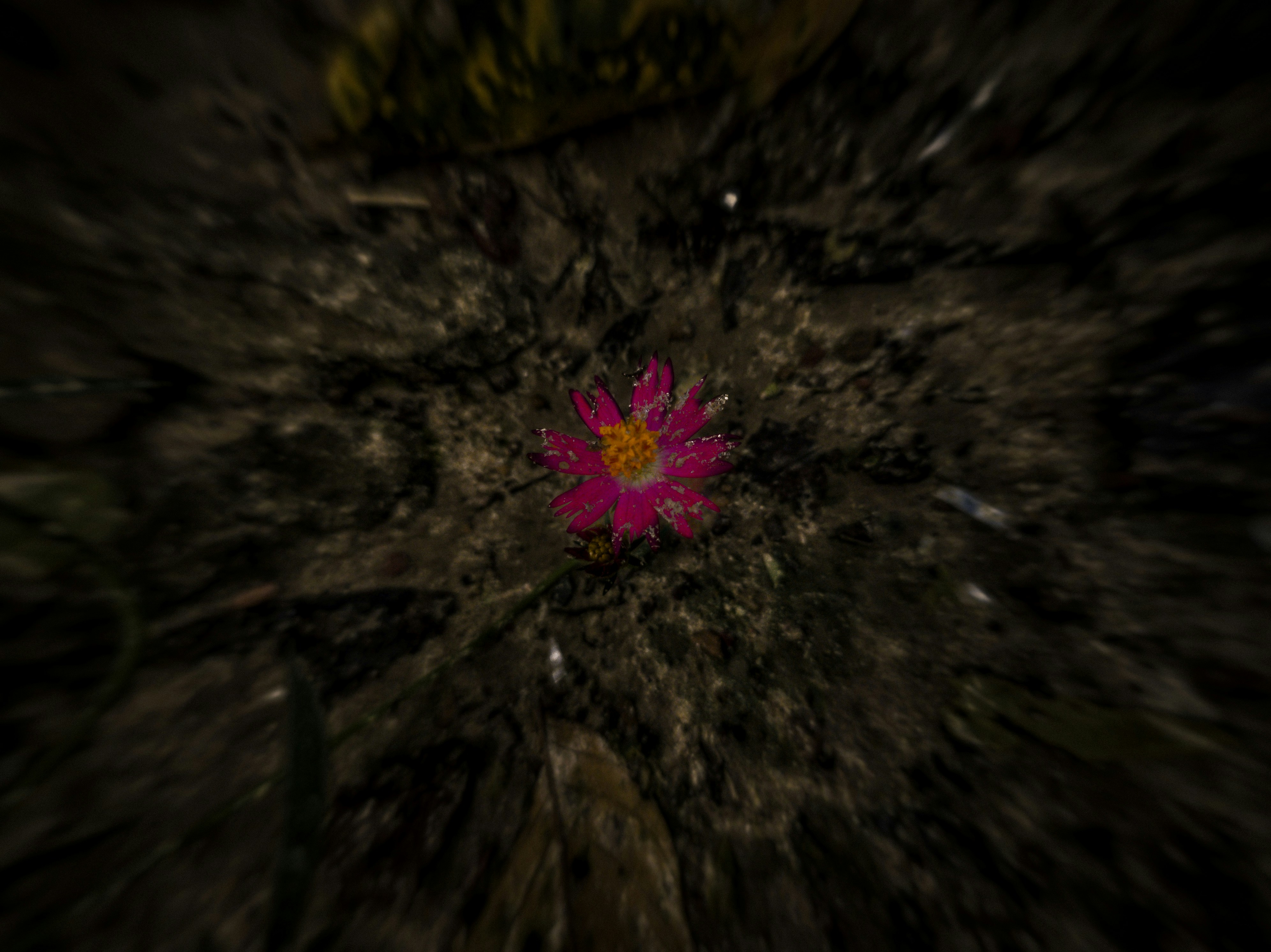 A pink daisy-like flower sits at the center of dark, textured soil, with a circular blur radiating outward. The focal point is clearly the bloom.