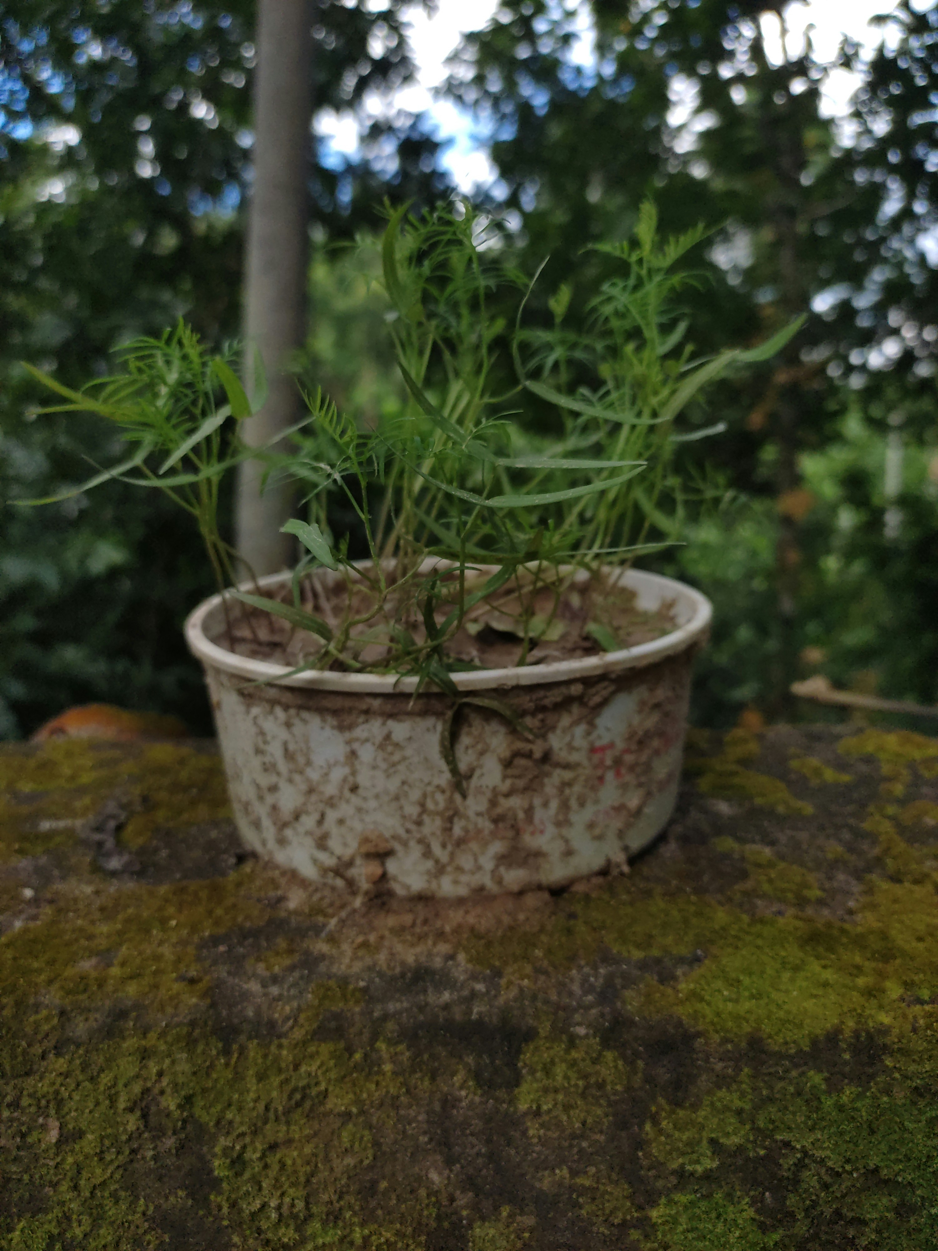 Photo by Md. Golam Kibria with Xiaomi Redmi Note 10