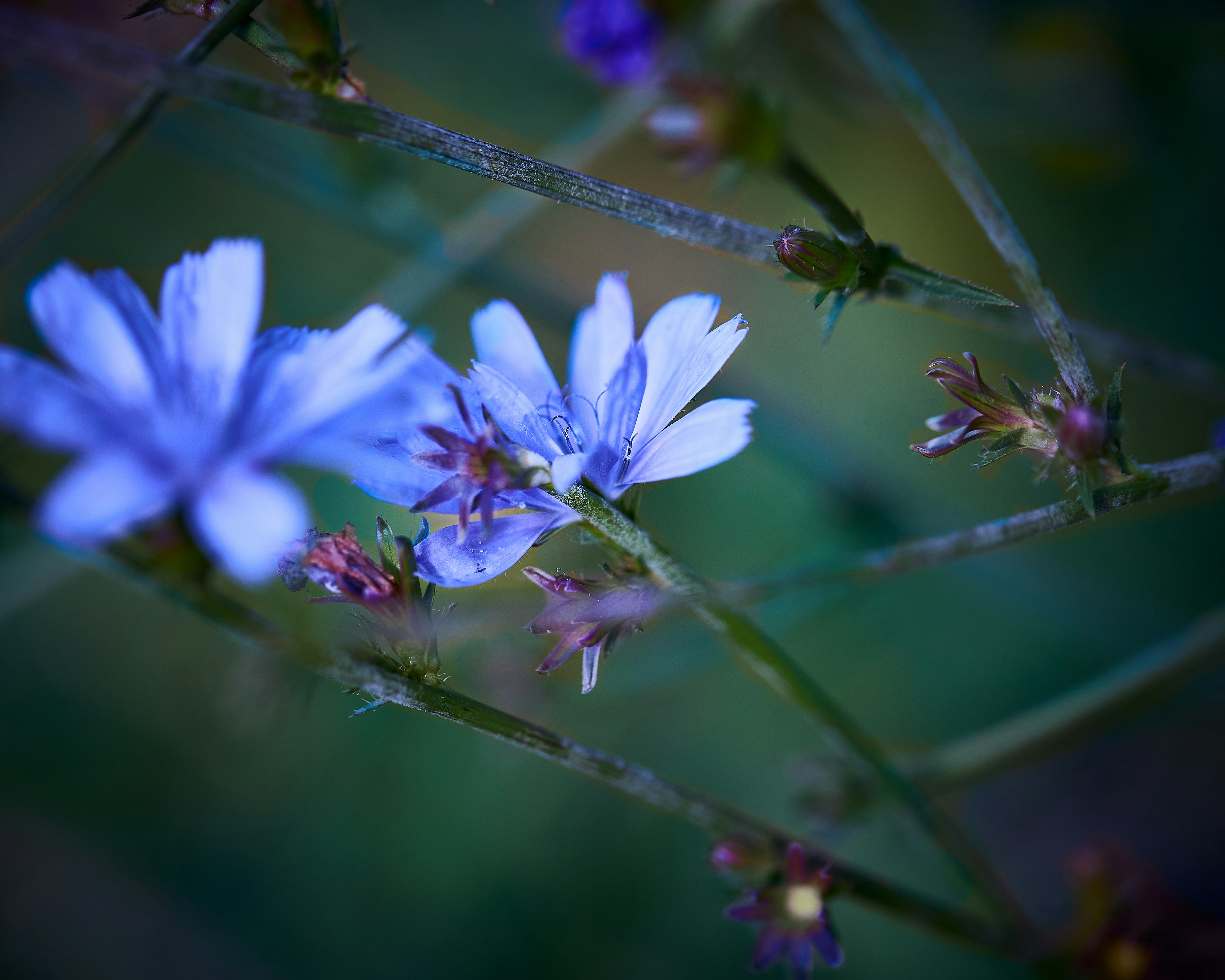 Azure blossoms threading through thorny vines