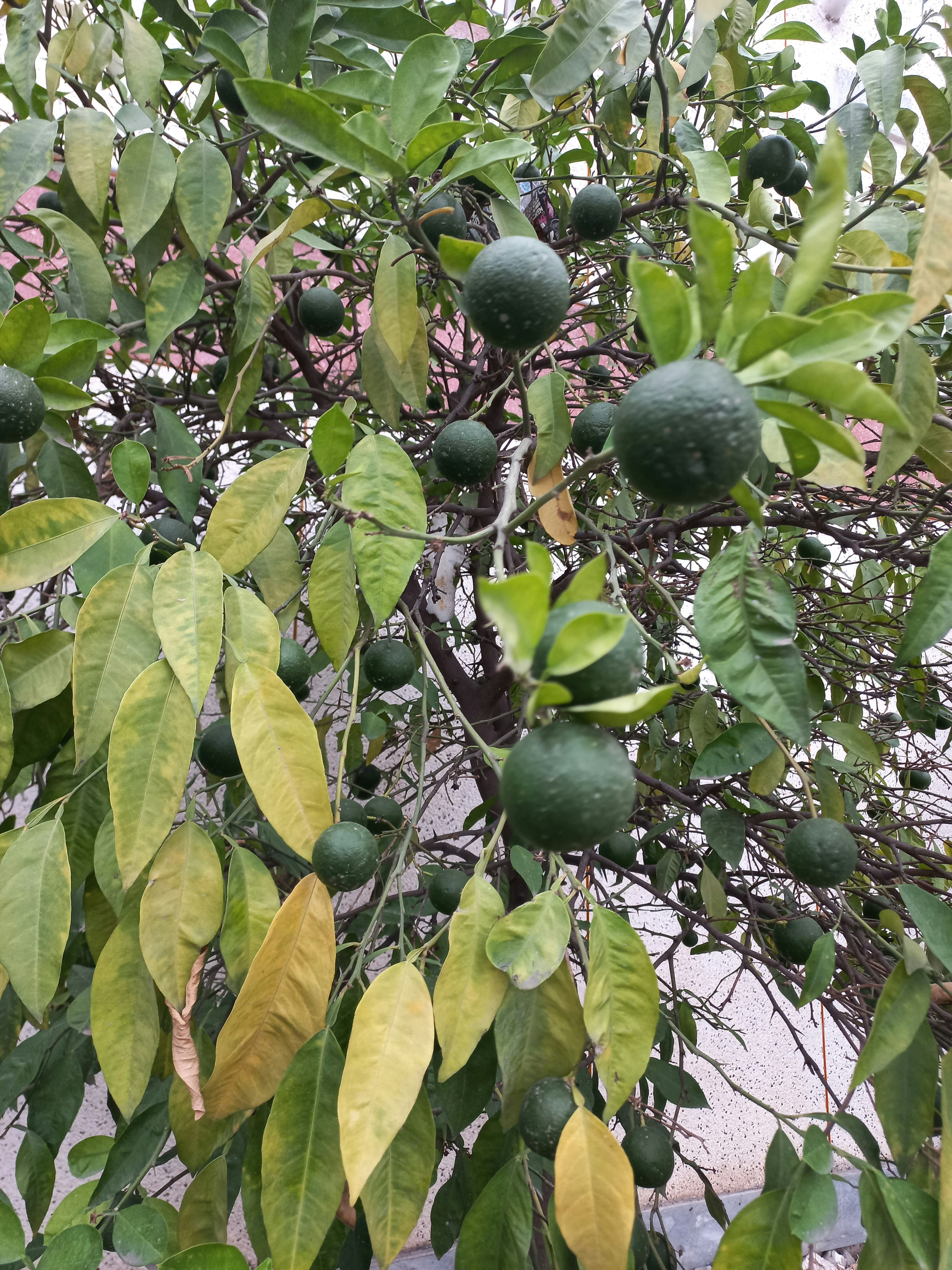 Dark green, spherical fruit hang from a citrus tree with yellowing leaves, set against a pale wall.