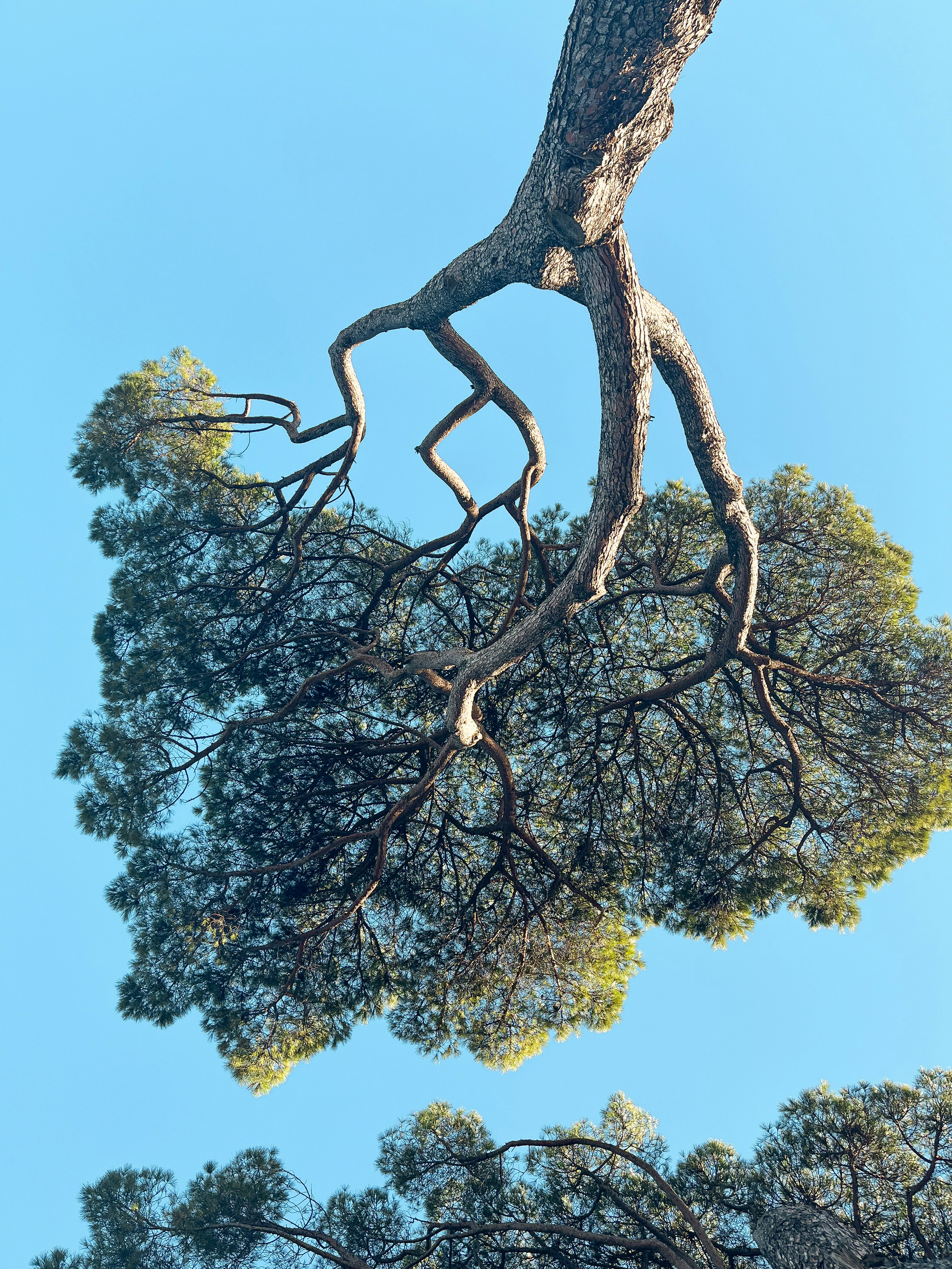 A tree with a bent branch and a blue sky in the background photo – Free ...