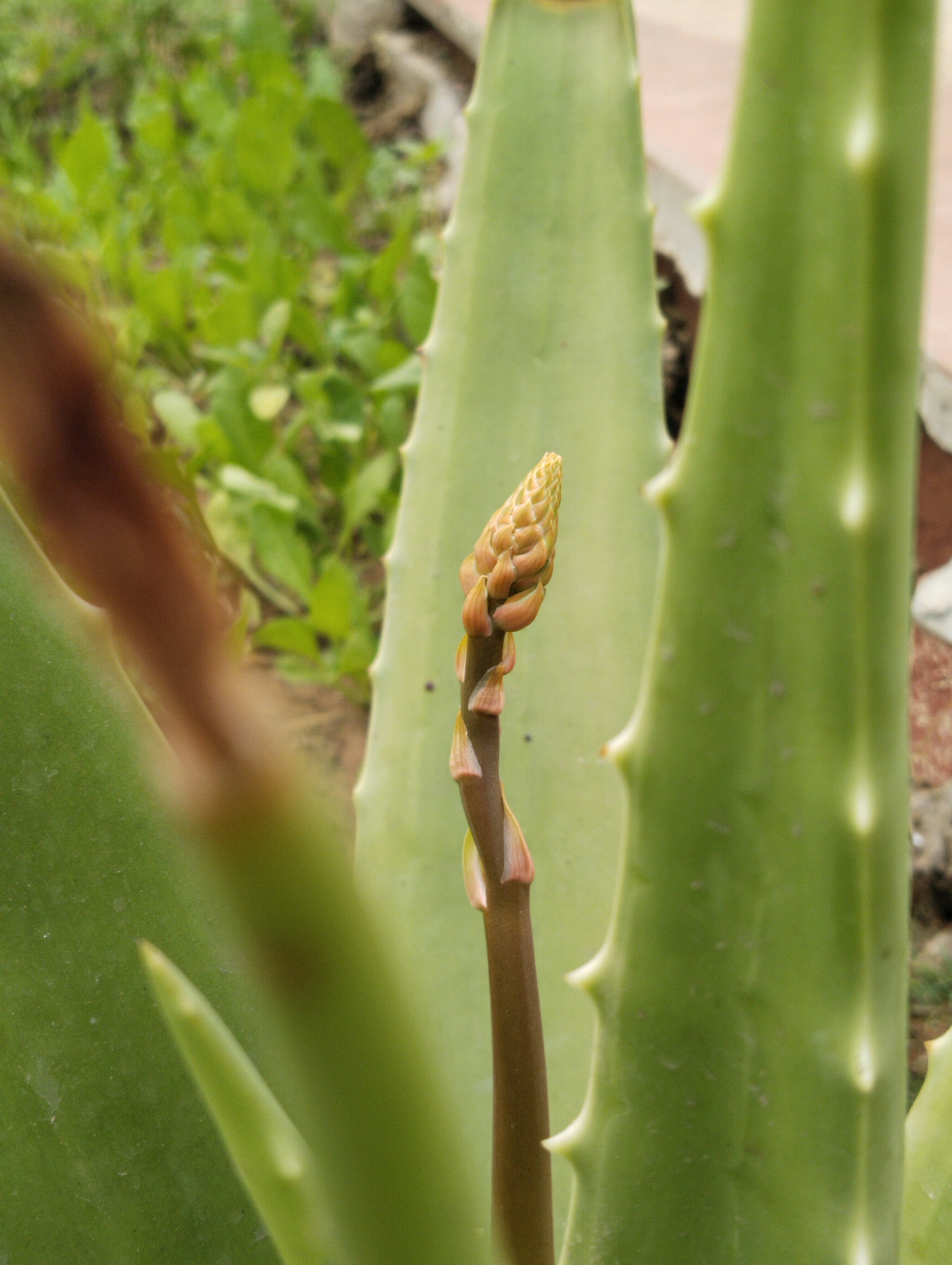 a close up of a green plant with leaves