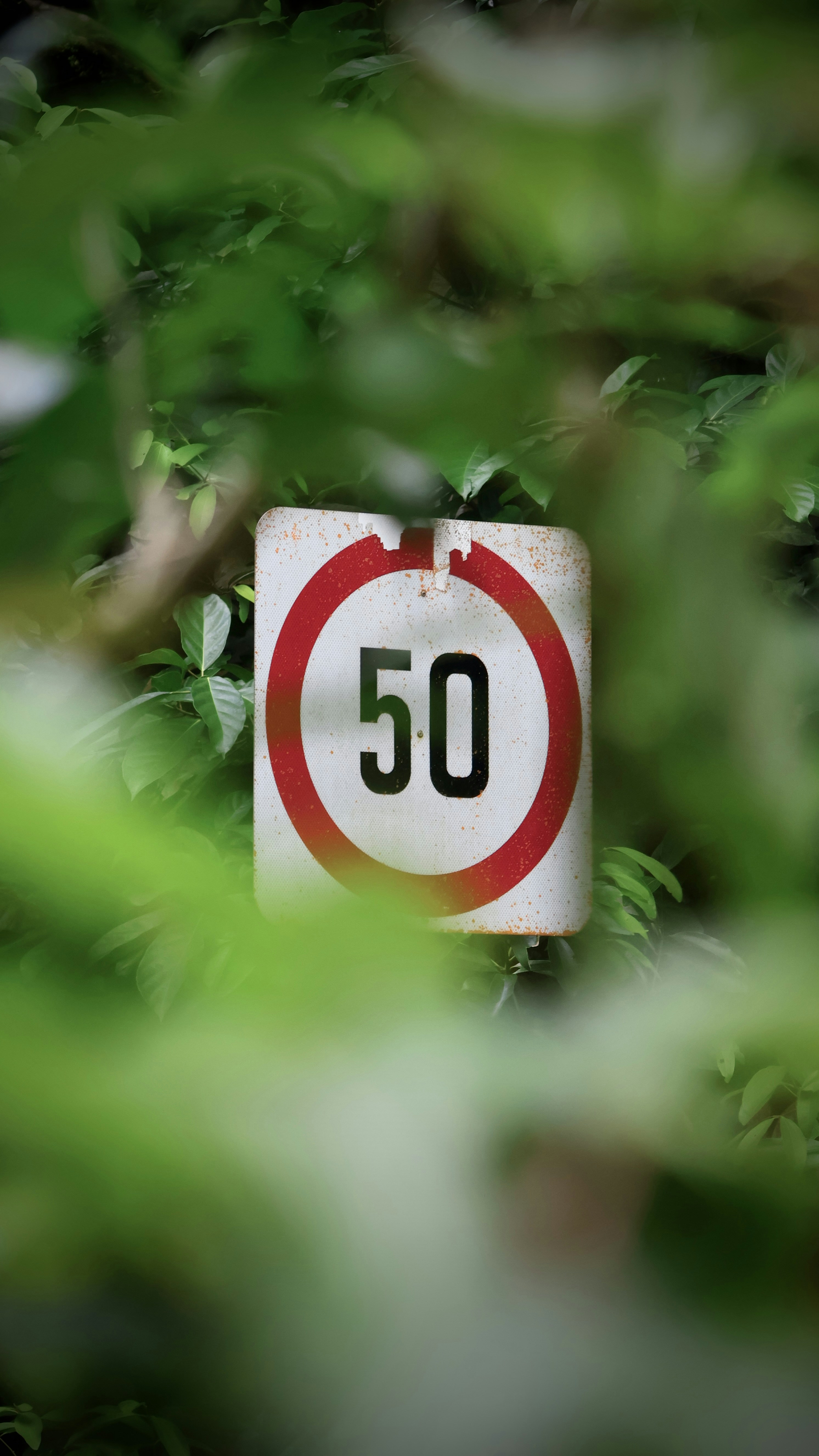 Rusty 50 Sign Emerges from the Green Veil