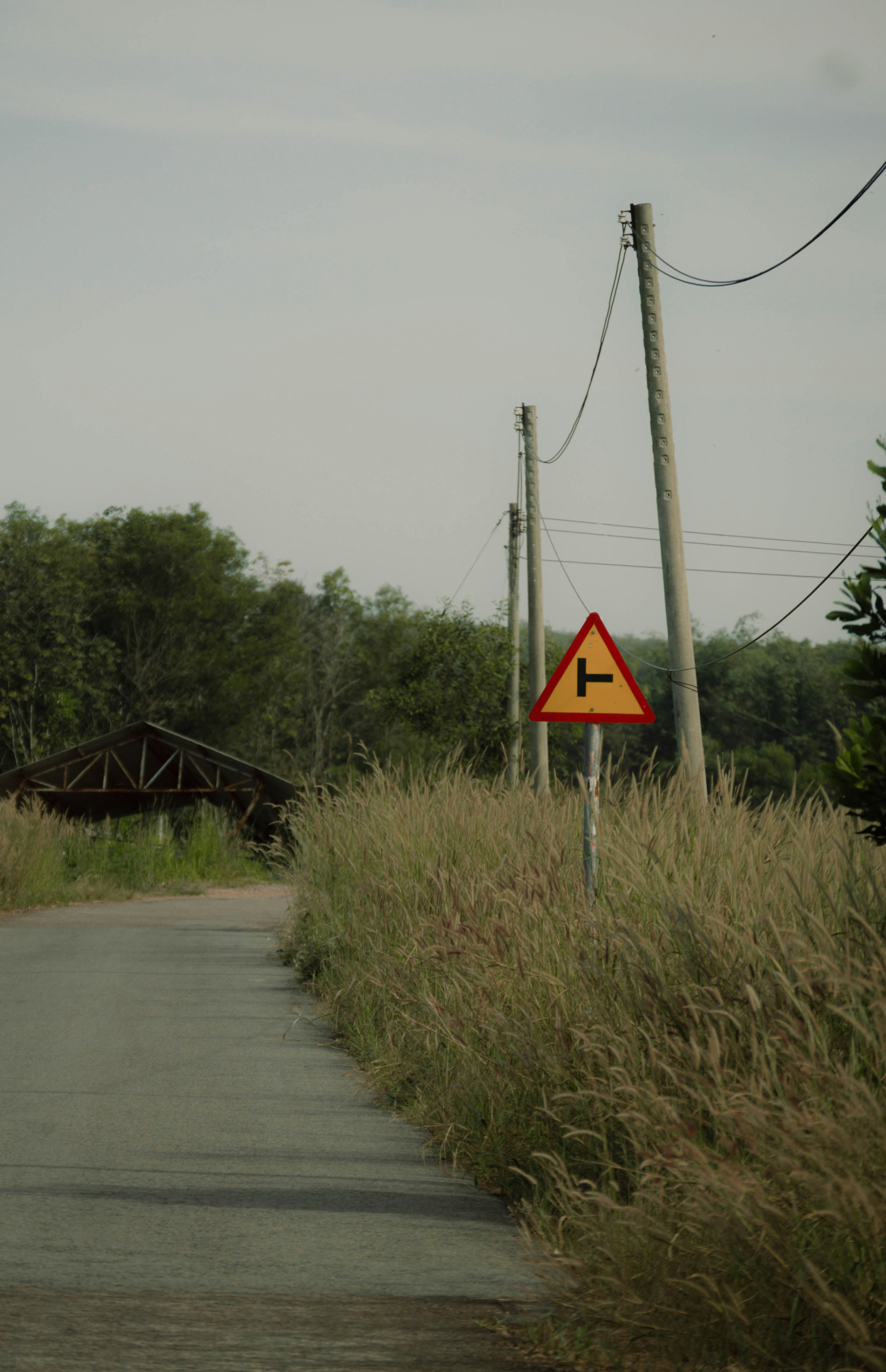 T-Junction Sign Amid Tall Grass: A Quiet Rural Road