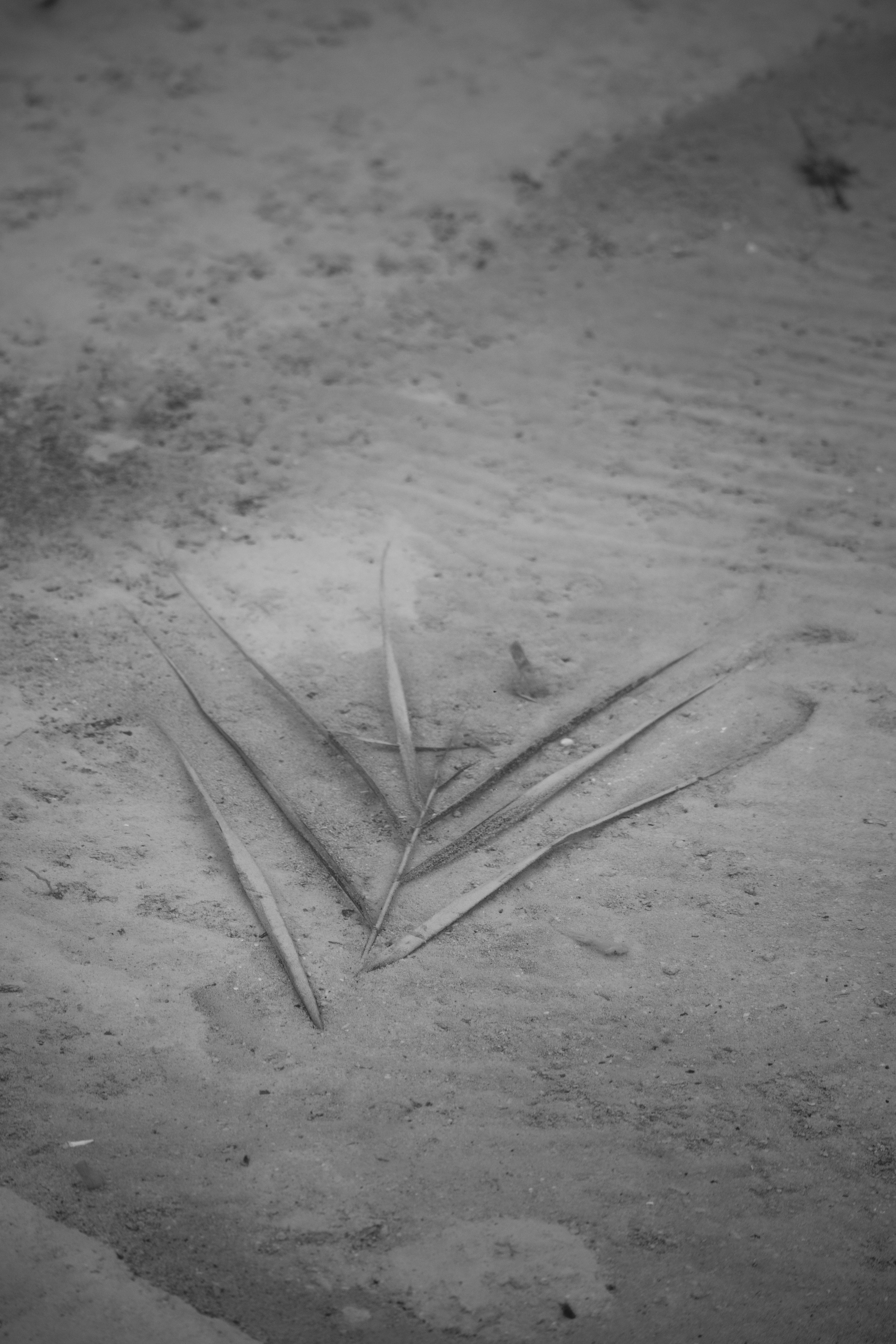 a couple of sticks laying on top of a sandy beach