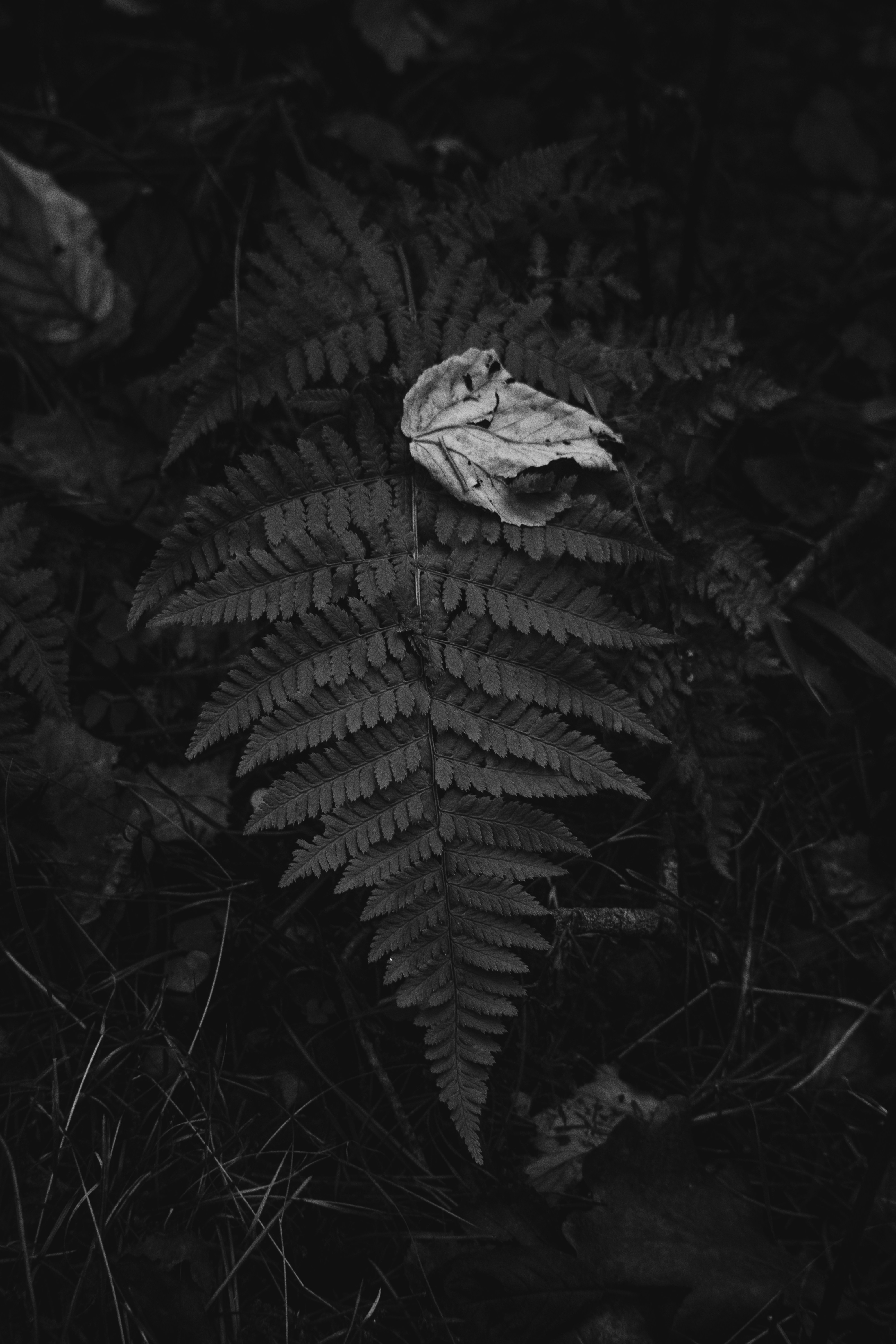 Shadowed Frond: a lone dried leaf rests atop a fern in moody grayscale